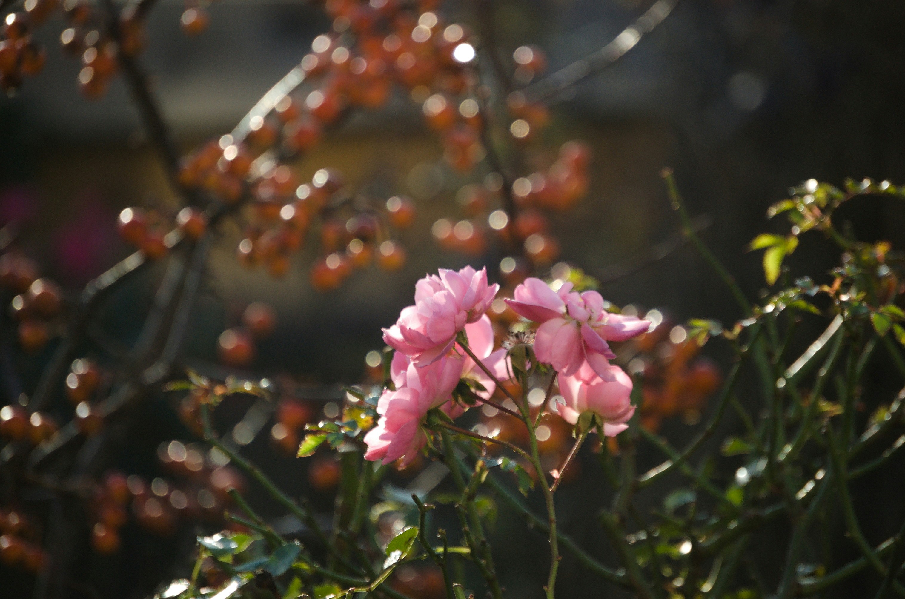 Centered Pink Bloom Amid Soft Garden Bokeh