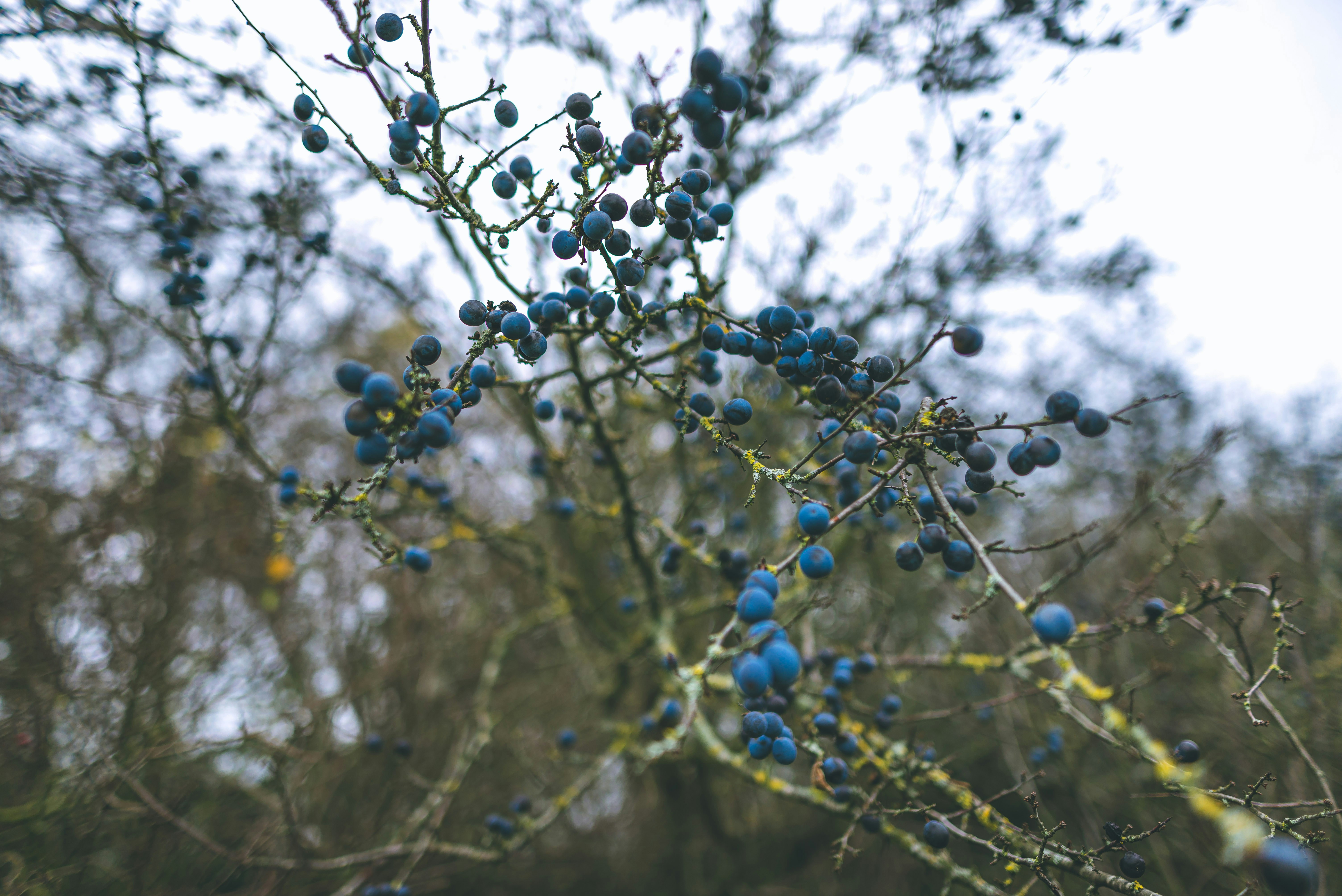 Blue round fruits on tree photo – Free Gin Image on Unsplash