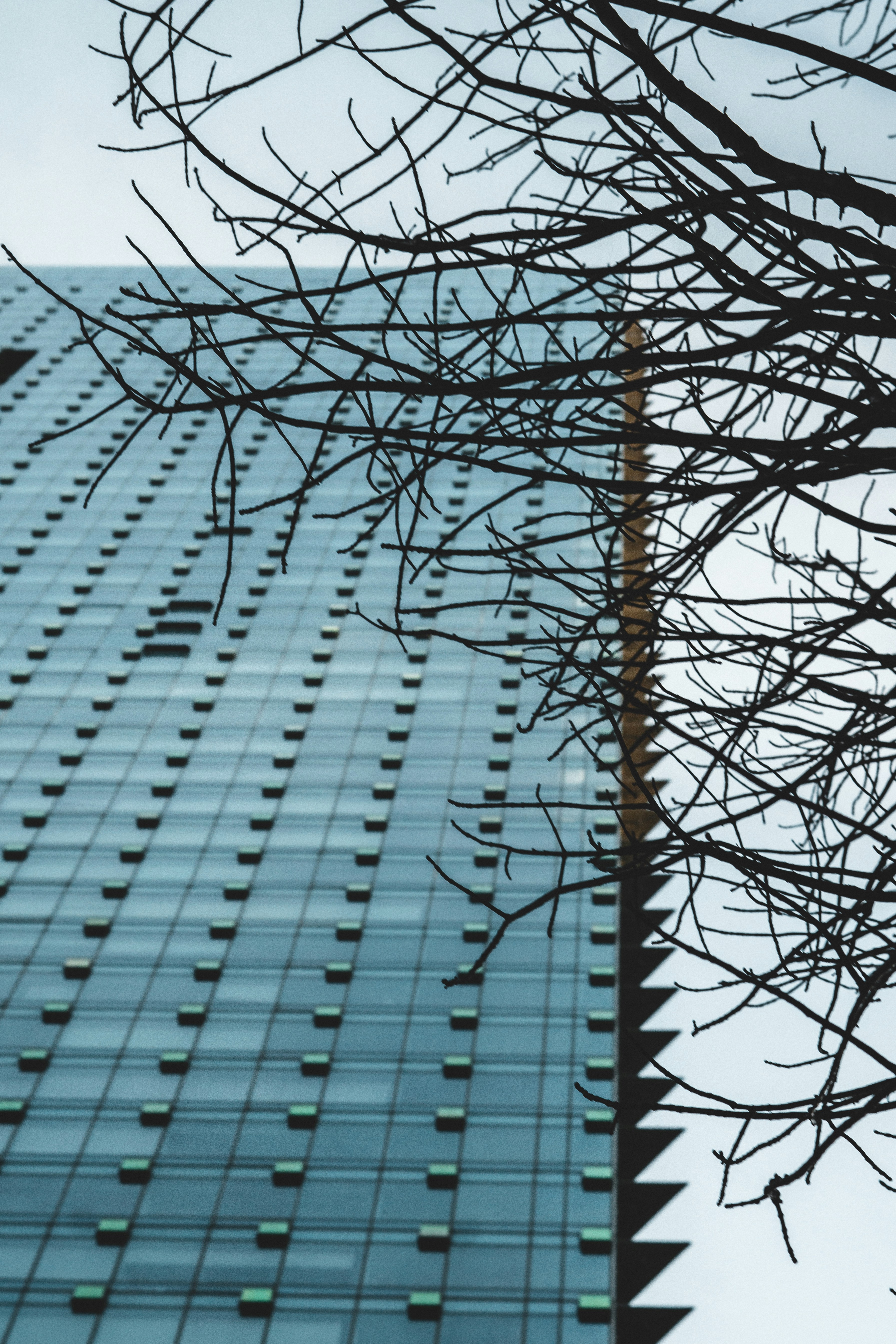 Grid of Glass and Bare Branches: A Tower Reaches Toward a Pale Sky