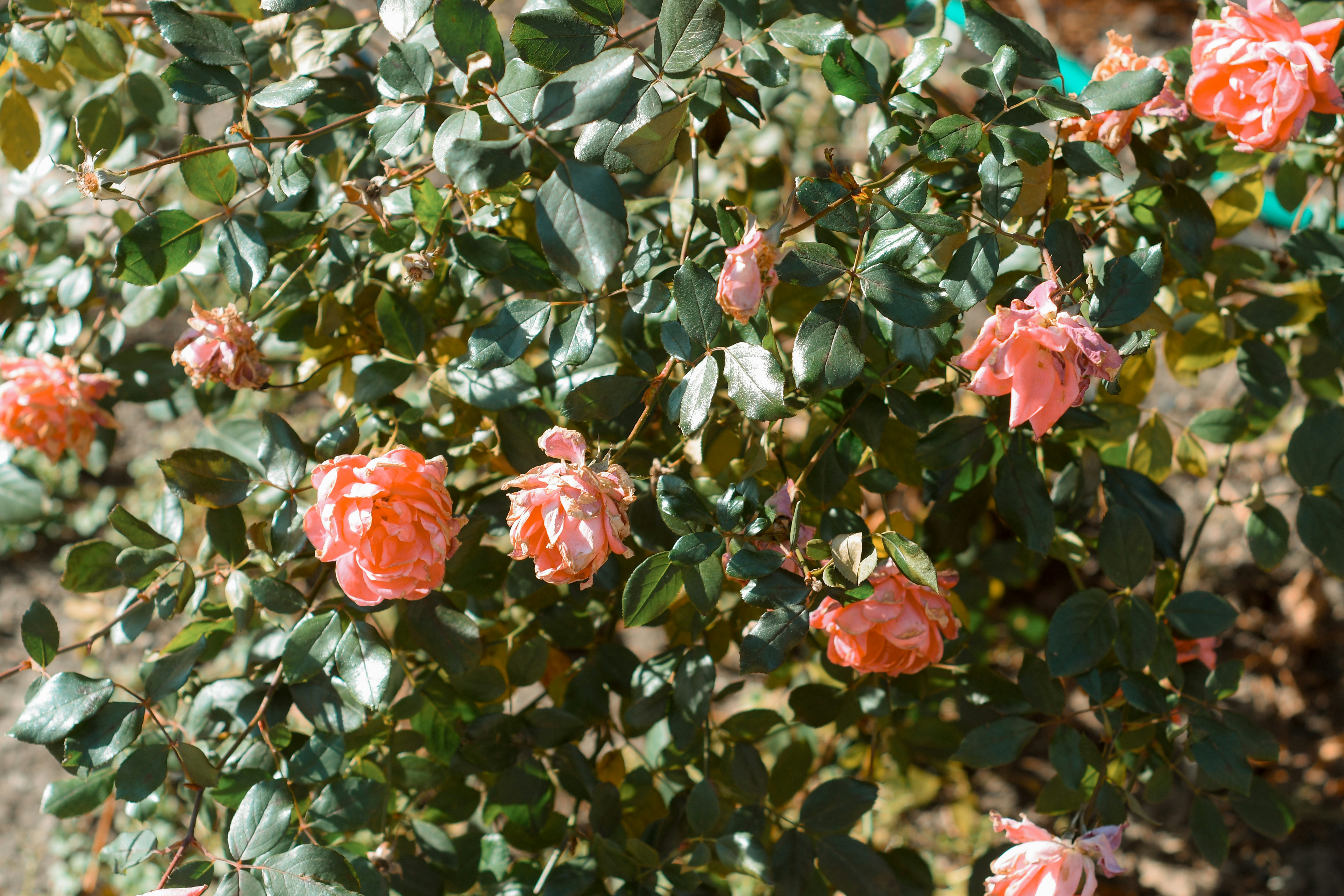 Sunlit Pink Roses Weaving Through a Dense Green Rosebush
