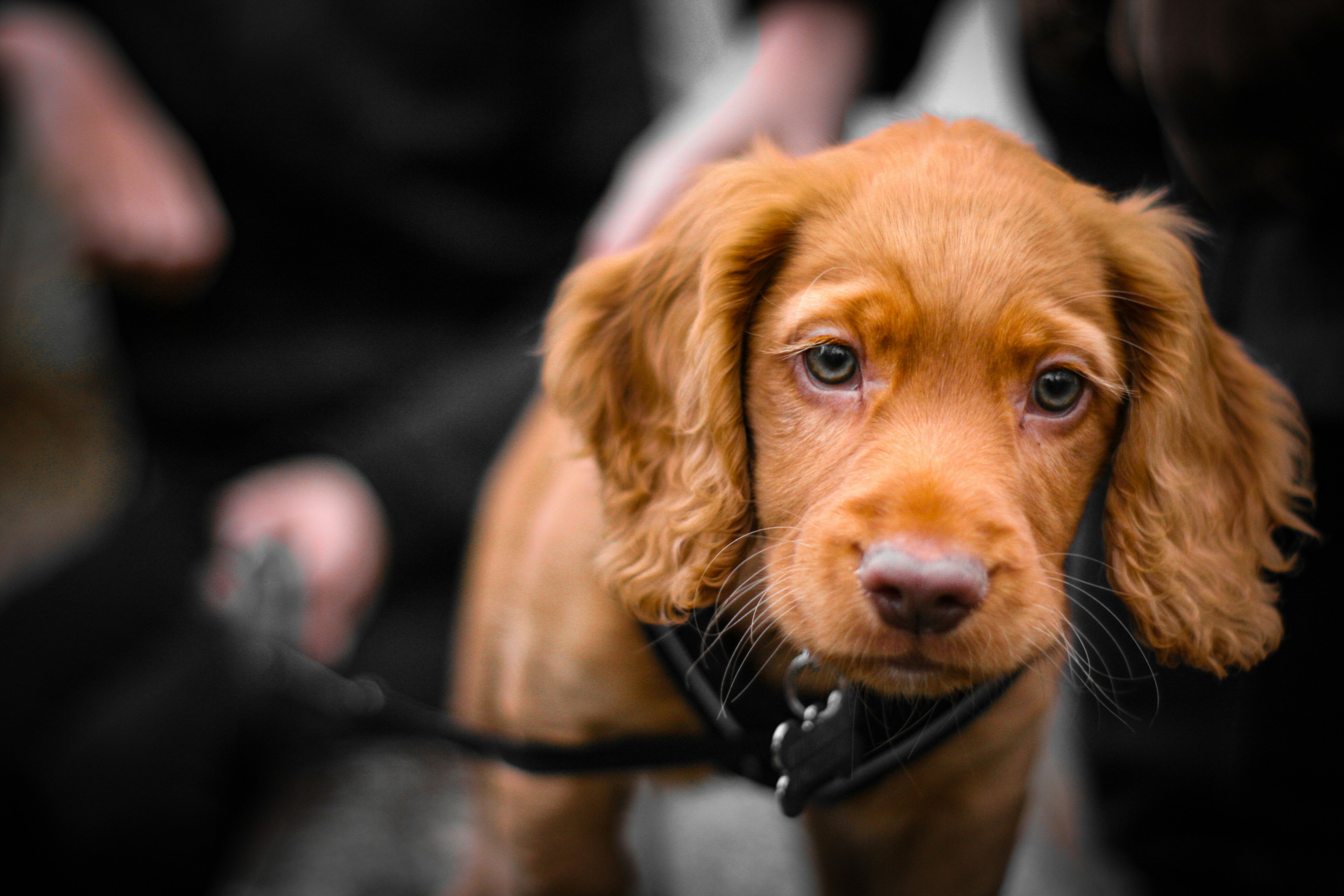 A golden-haired puppy gazes intently, showcasing its expressive eyes and fluffy ears. The background blurs softly, emphasizing the puppy's charm.