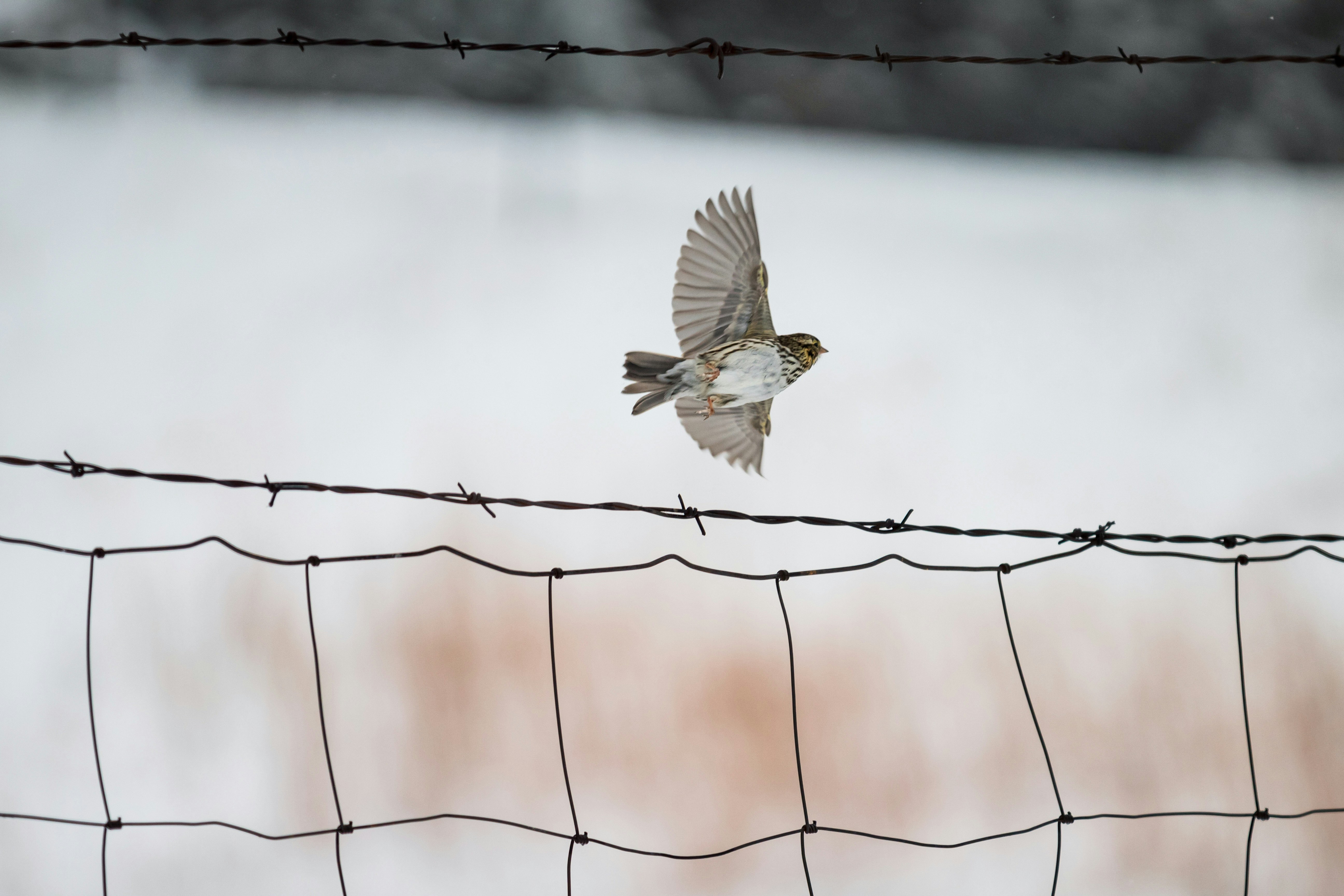 Sparrow Skimming Barbed Wire Over a Snowfield