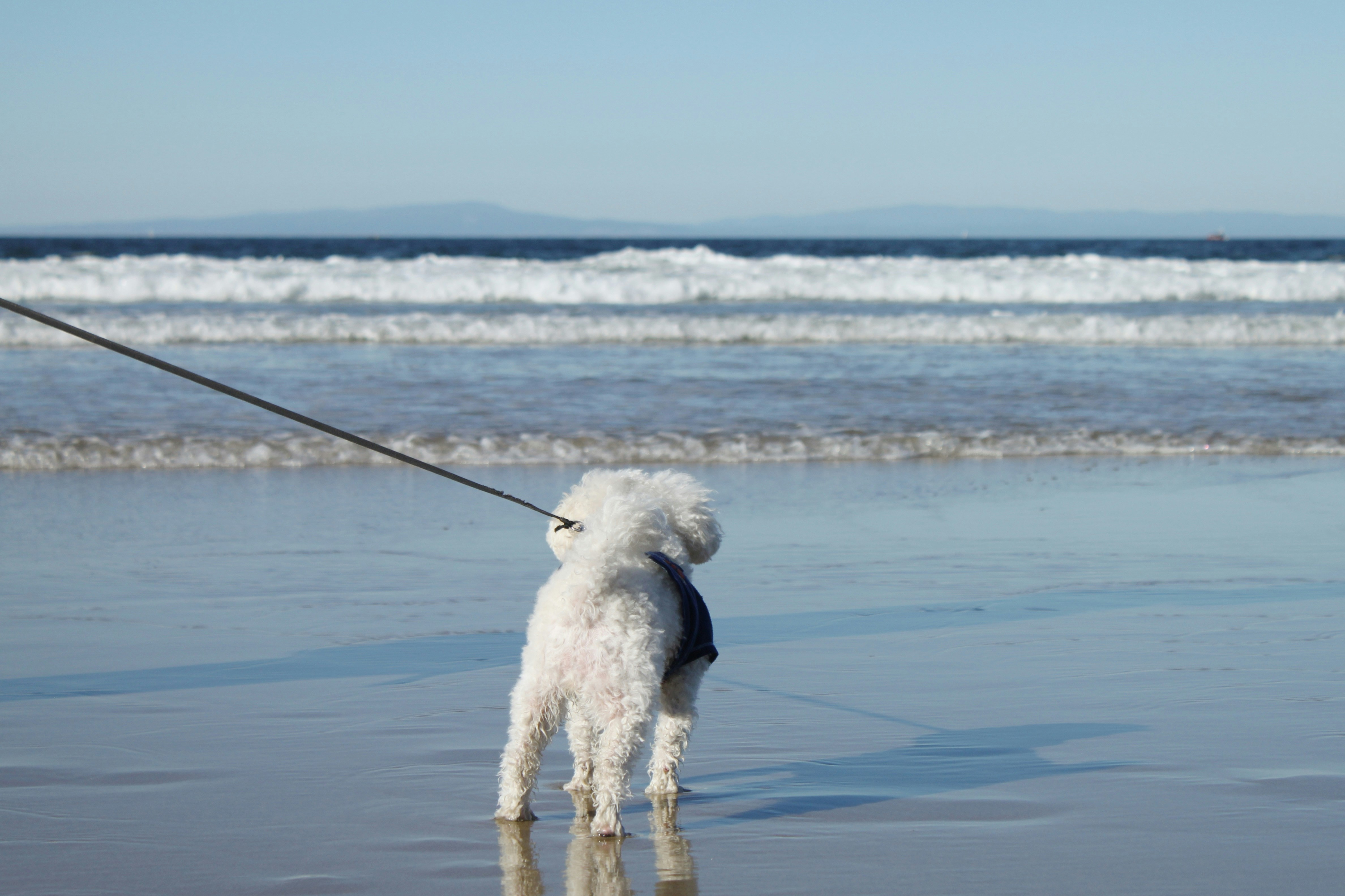 Fluffy white dog in a blue harness stands on wet sand at the beach, gazing at the rolling waves in the distance.