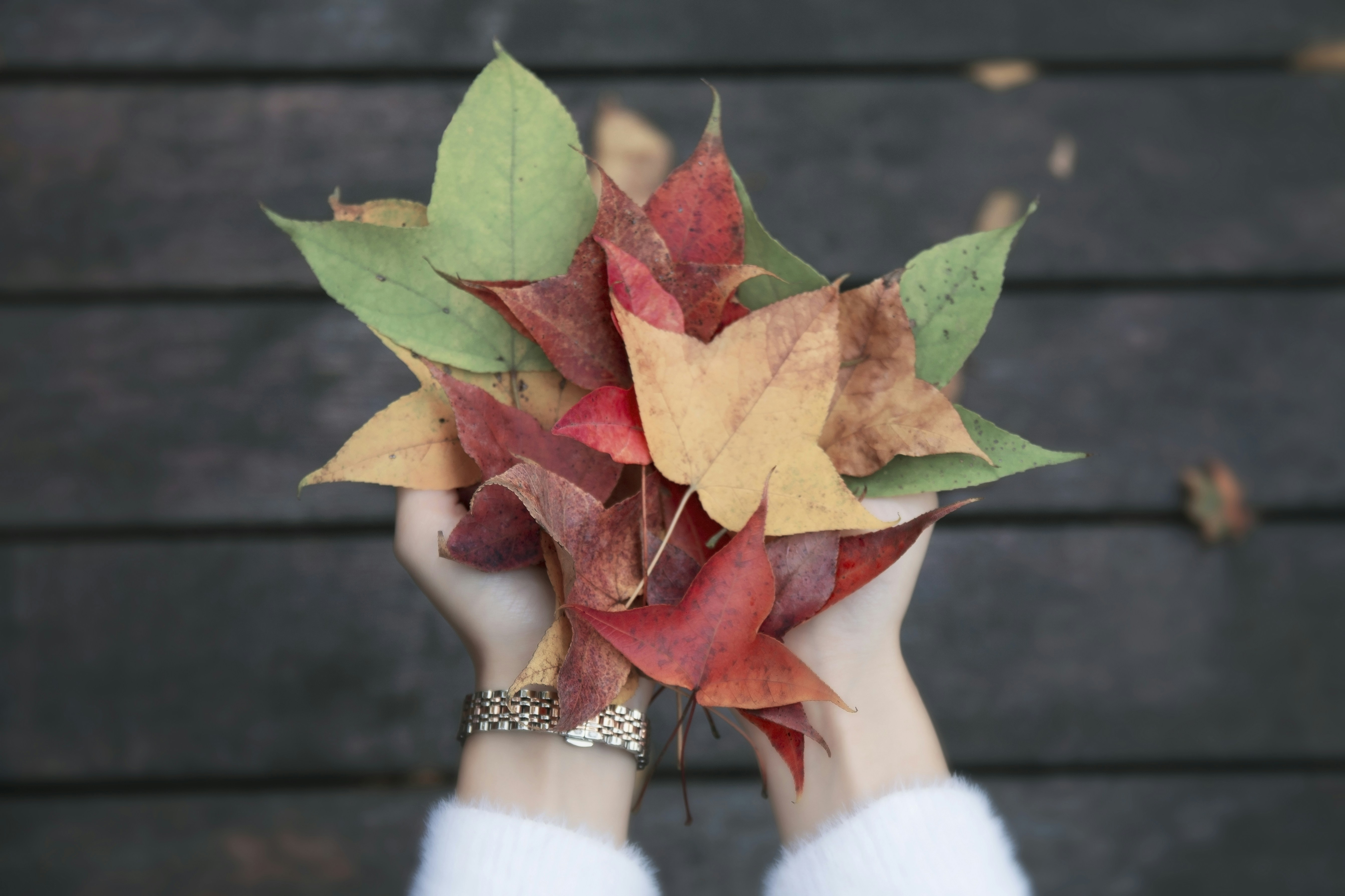 Hands holding a vibrant collection of autumn leaves against a wooden background.