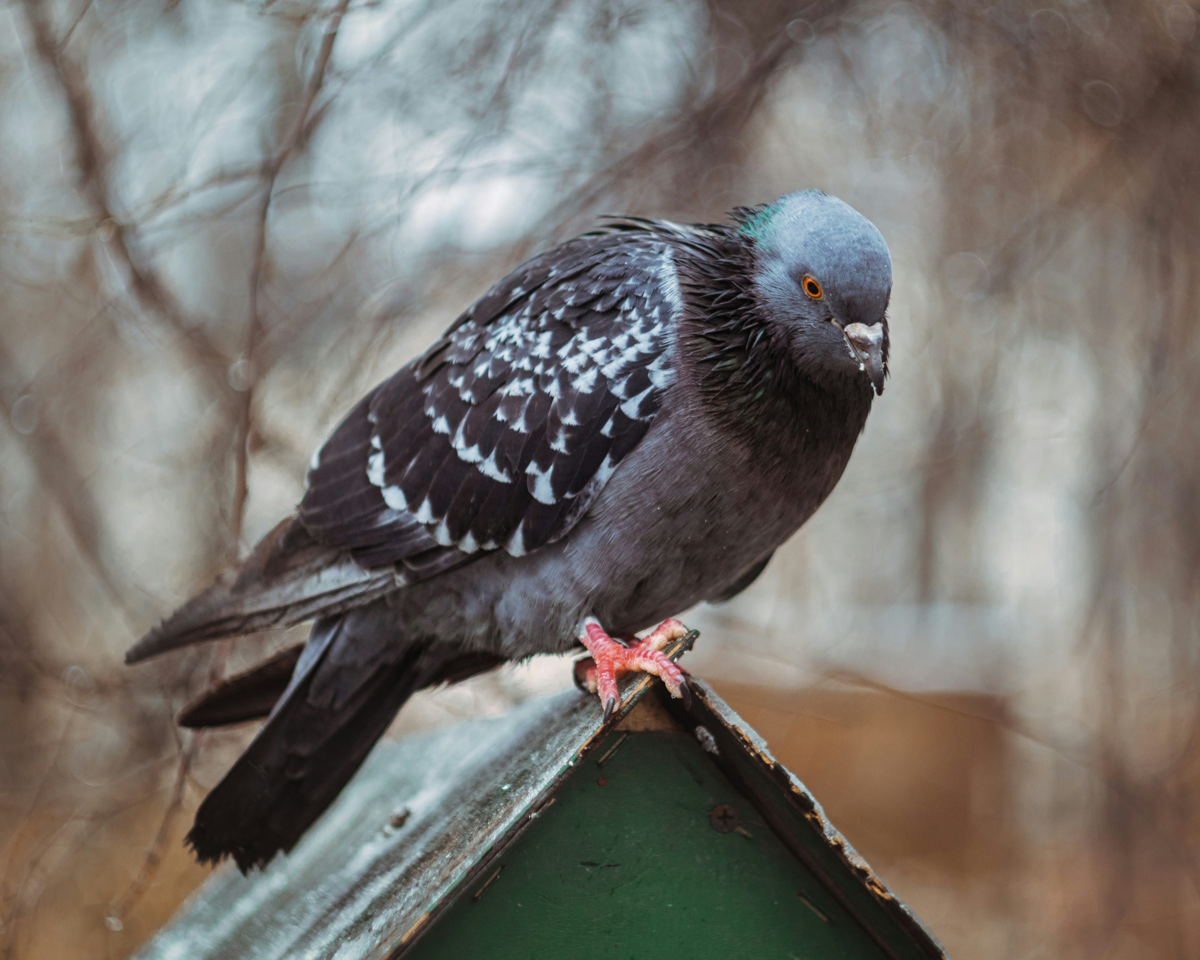 A pigeon perched thoughtfully on a weathered rooftop, showcasing its iridescent feathers against a blurred natural backdrop.
