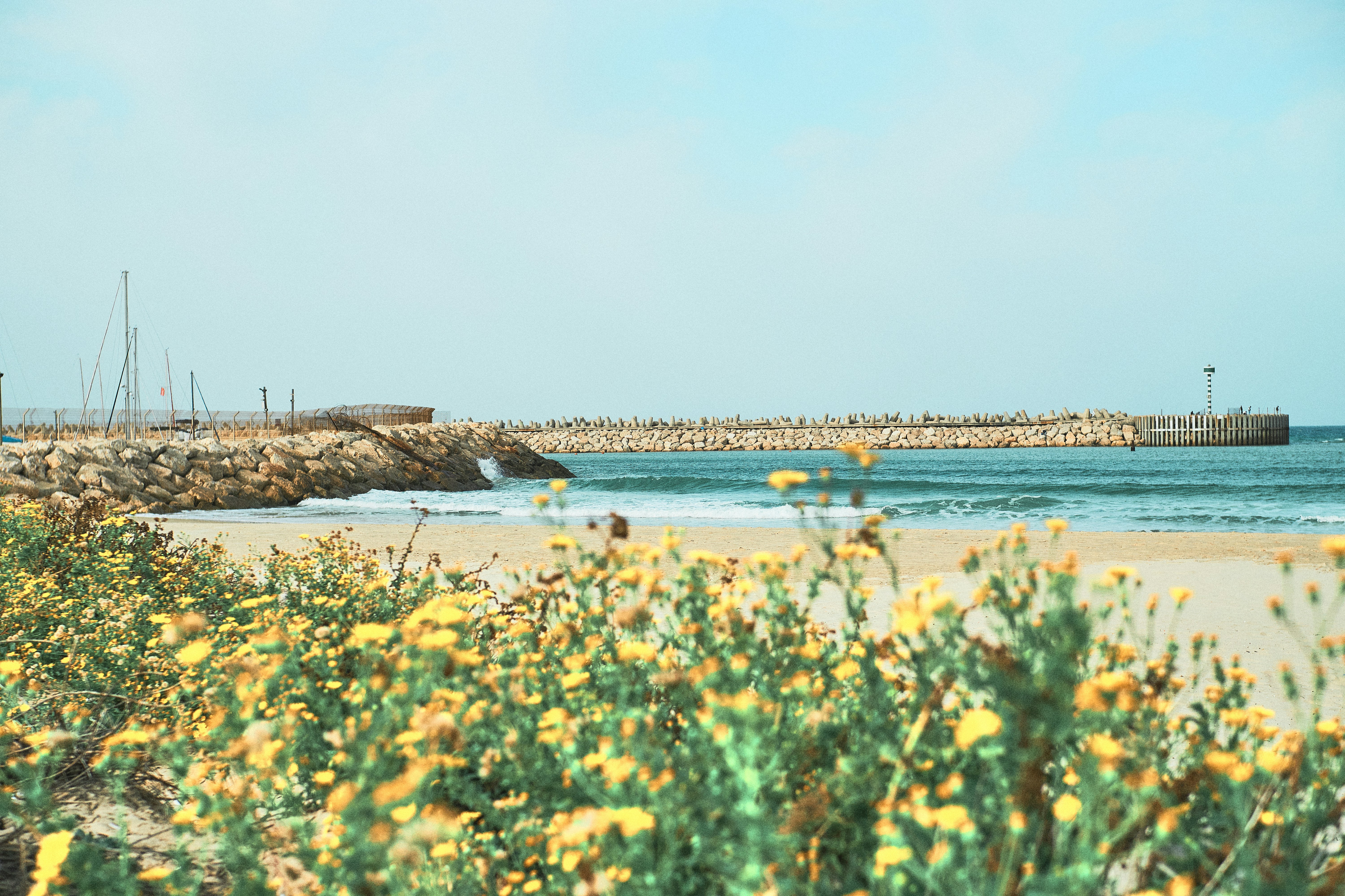 Yellow wildflowers in the foreground frame the sea and a distant breakwater on the horizon.