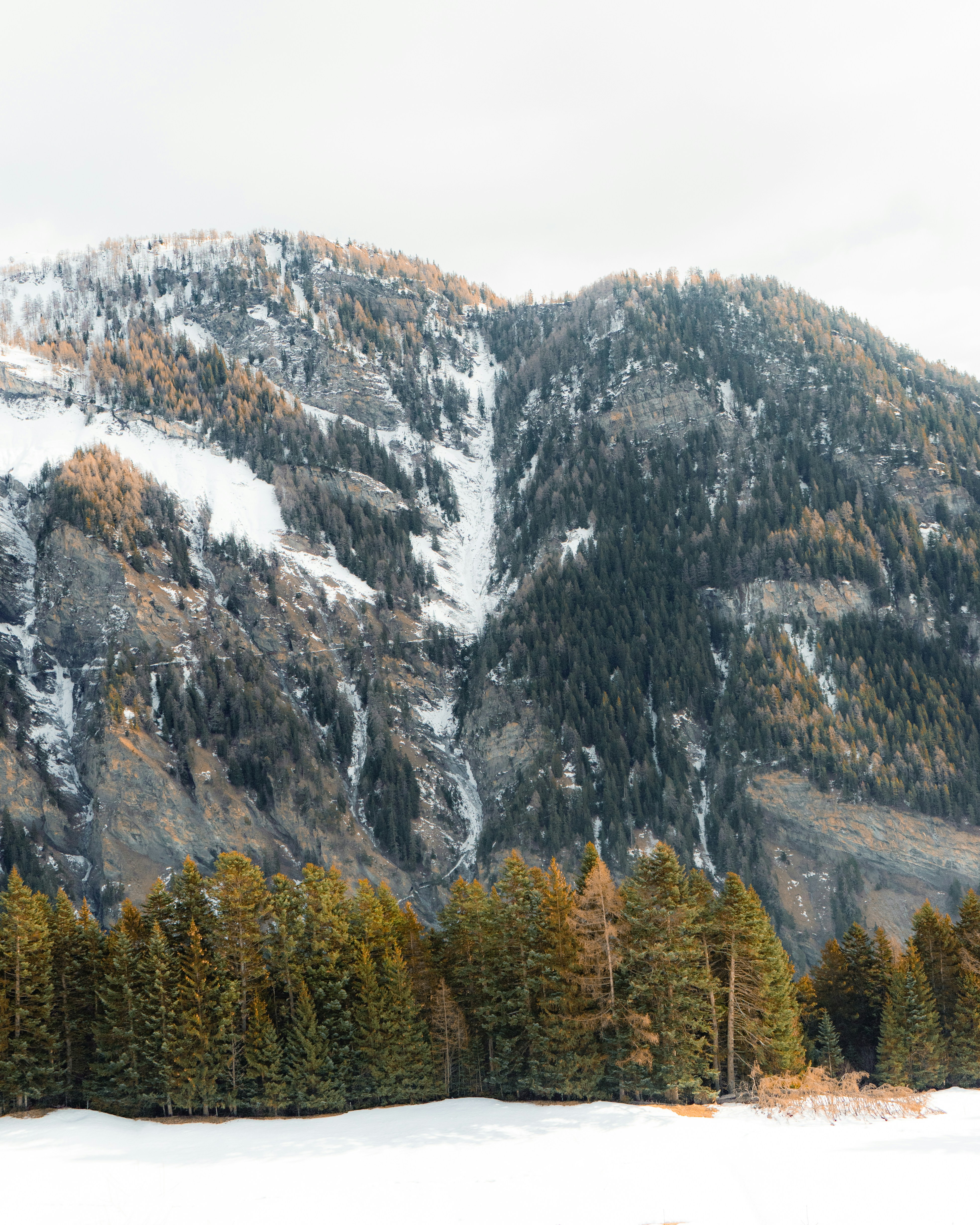 Autumn Pines at the Snowline: A Quiet Alpine Verge