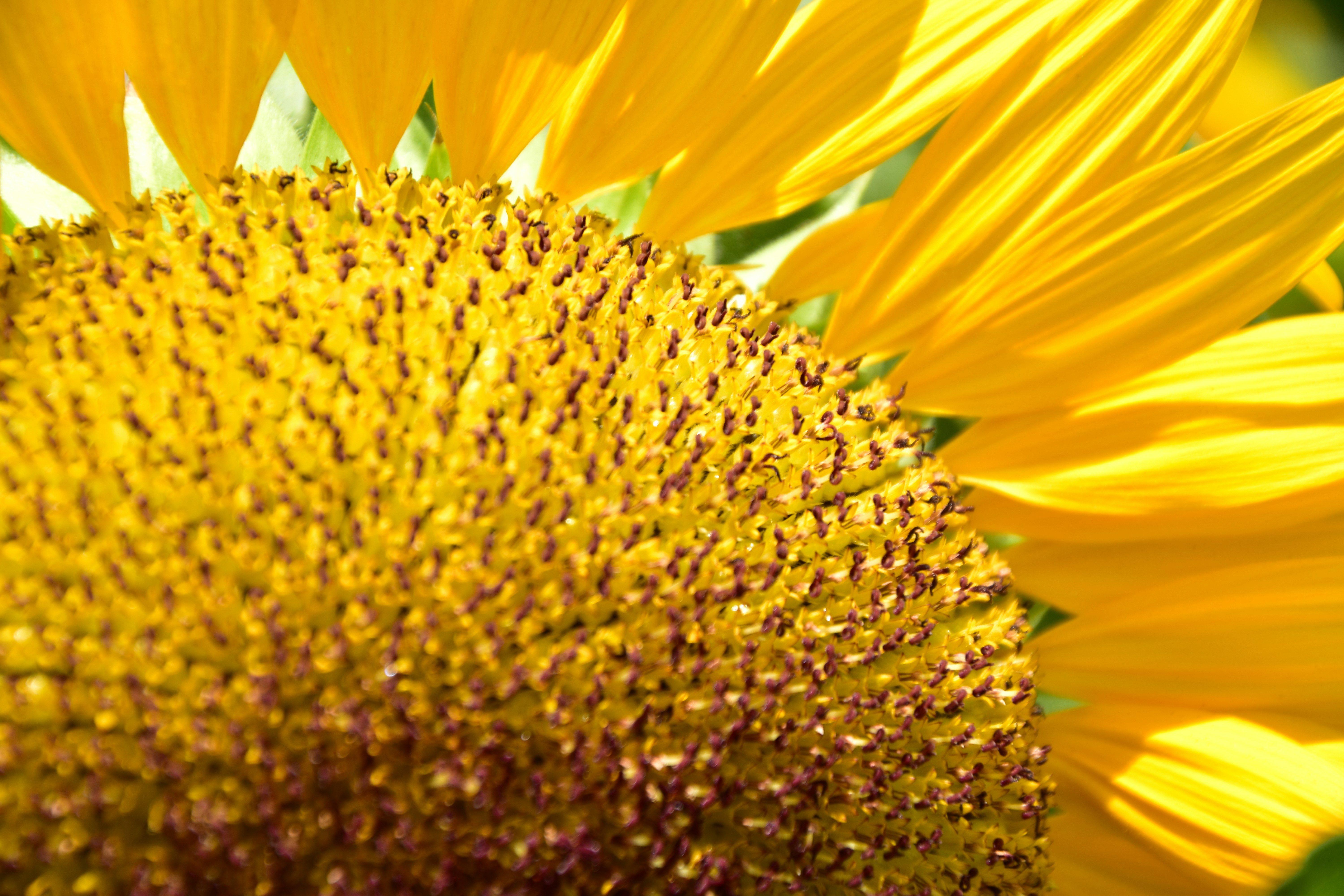 Close-up of a sunflower's vibrant yellow petals and intricate seed patterns under bright sunlight.