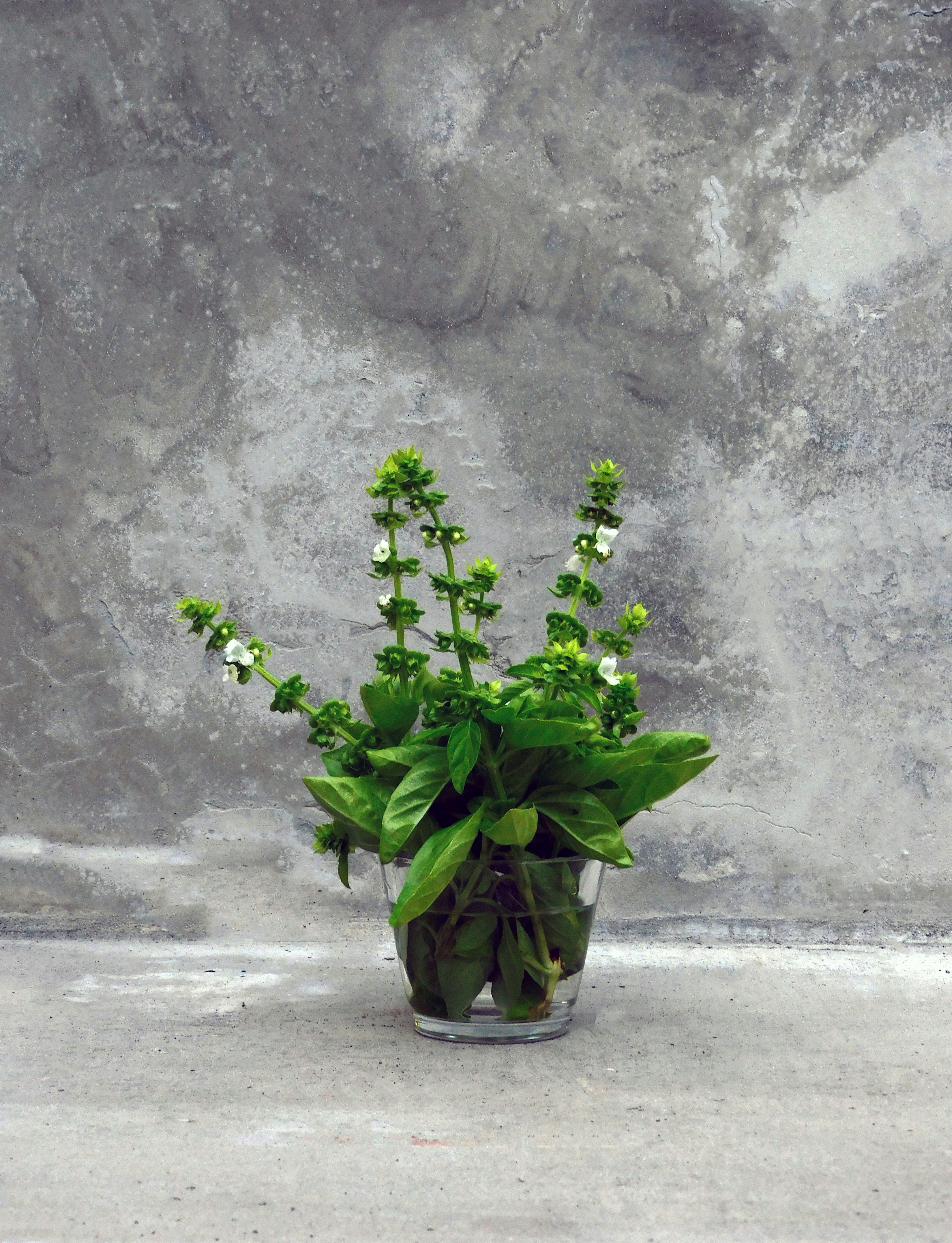 Fresh basil plant in a clear glass vase against a textured concrete background.