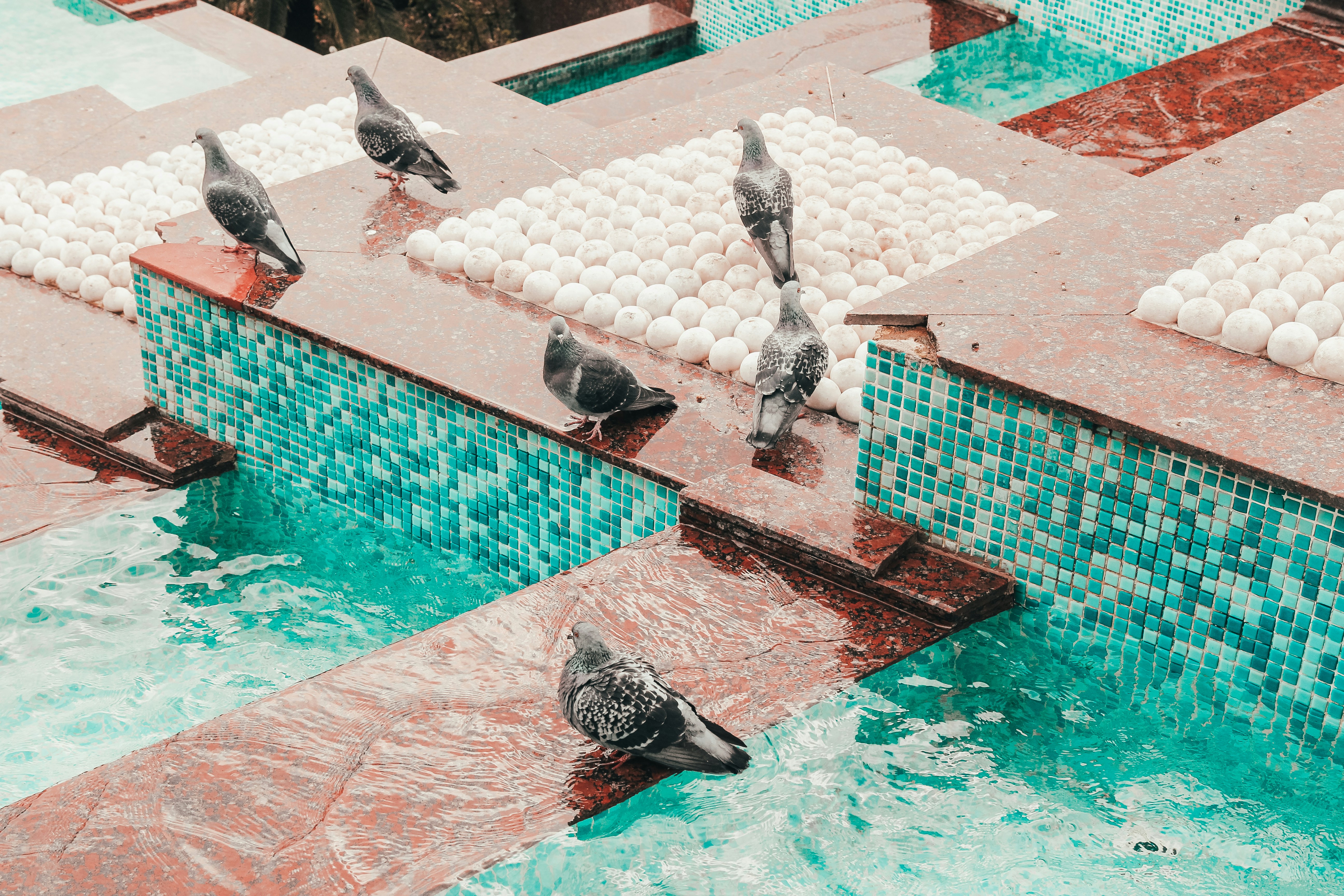 flock of birds on swimming pool during daytime