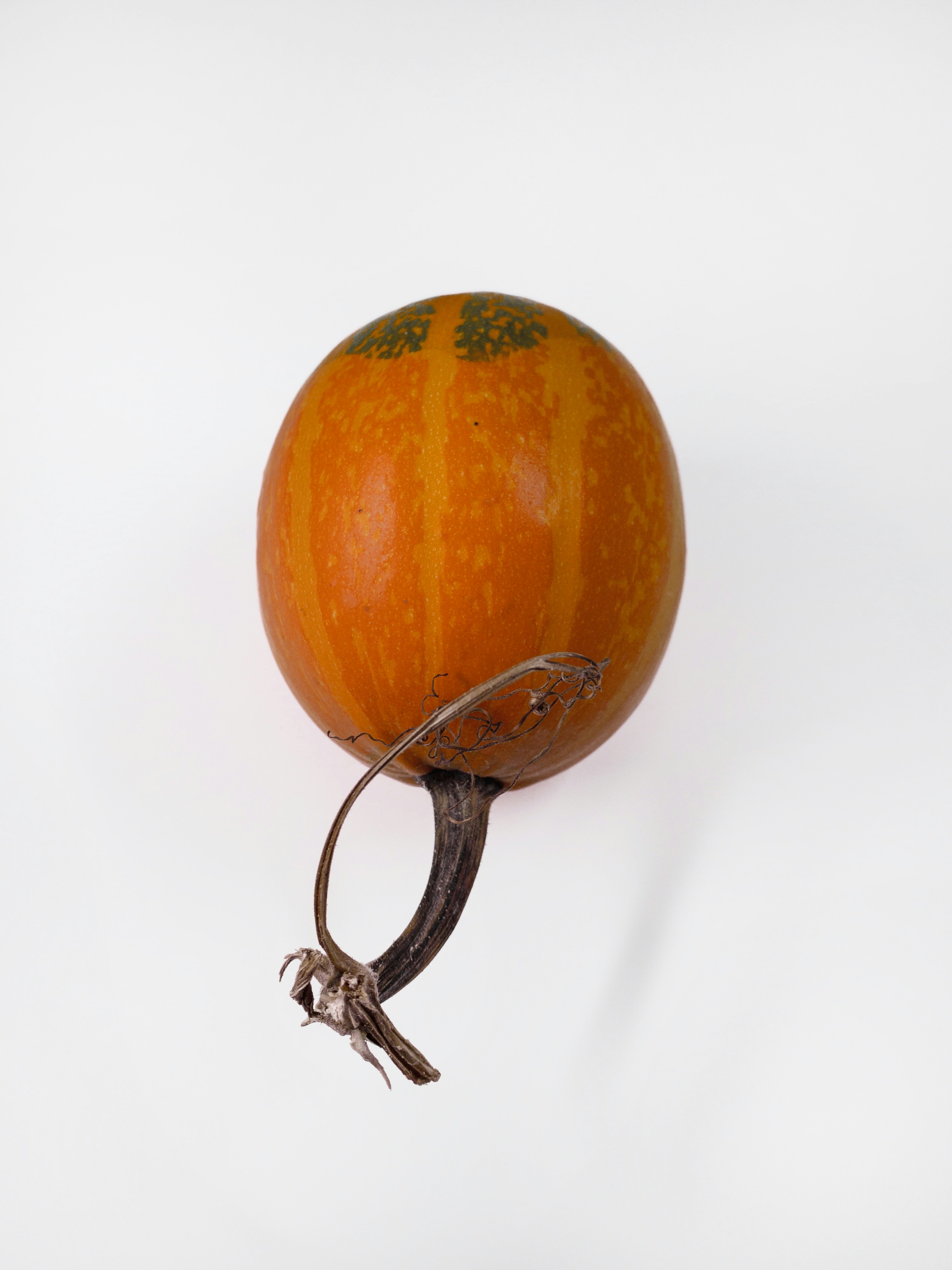 Solo Orange Gourd on White: A Quiet Still-Life Moment
