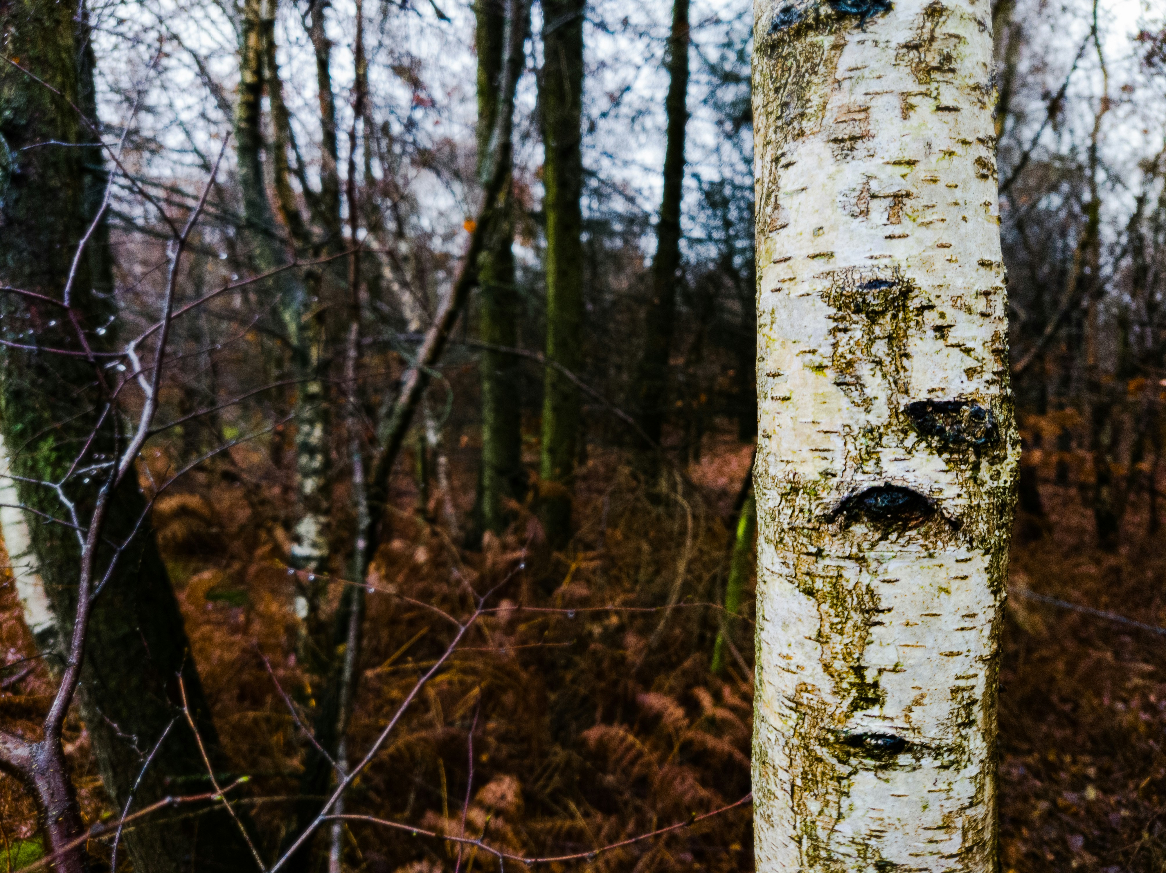 Close-up of a birch tree trunk with intricate bark patterns, surrounded by a blurred forest backdrop. The earthy tones of the underbrush create a serene atmosphere.