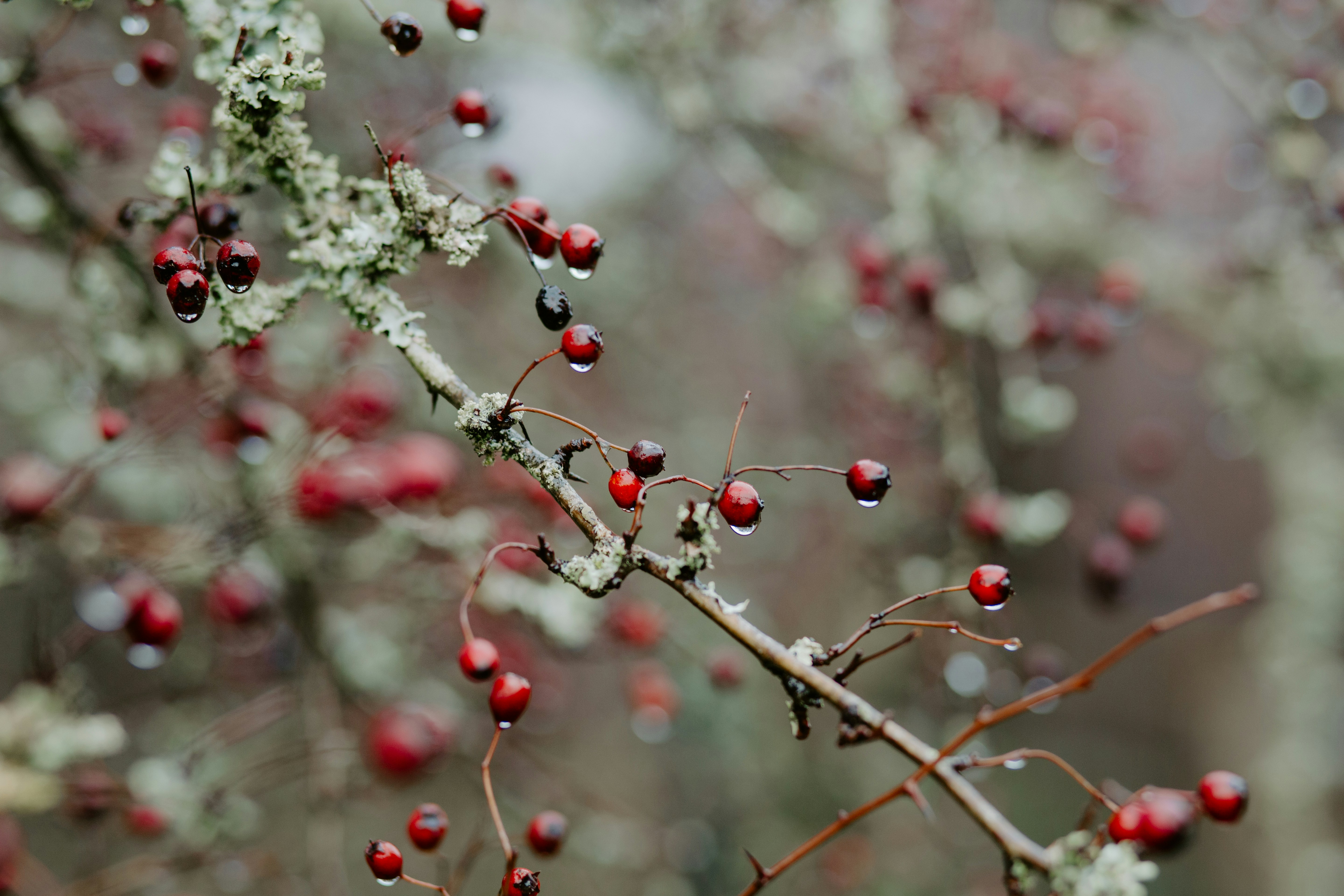 Berry Tree | 11 best free berry tree, red berry, plant and winter tree ...