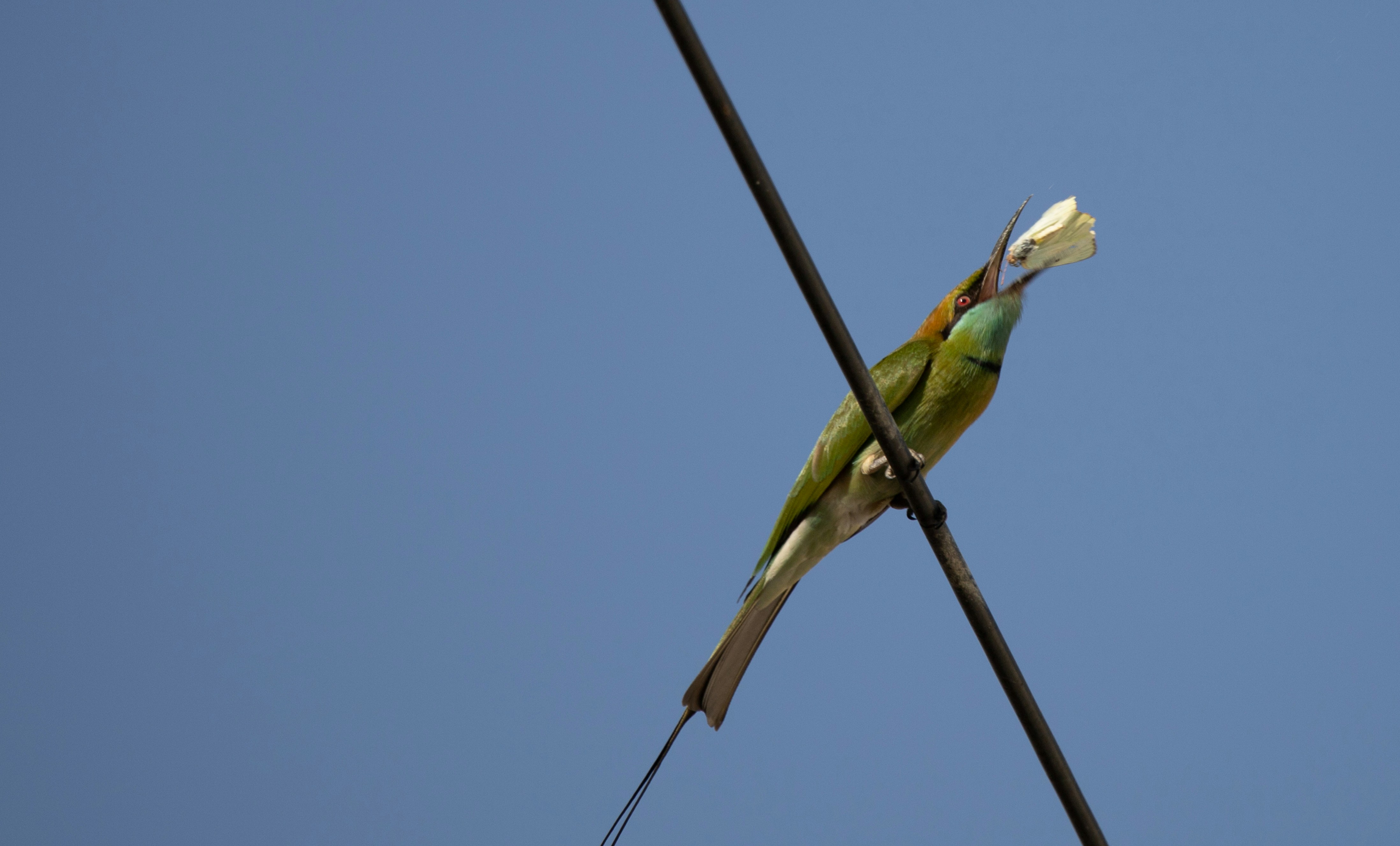 Bee-eater about to kill a butterfly
