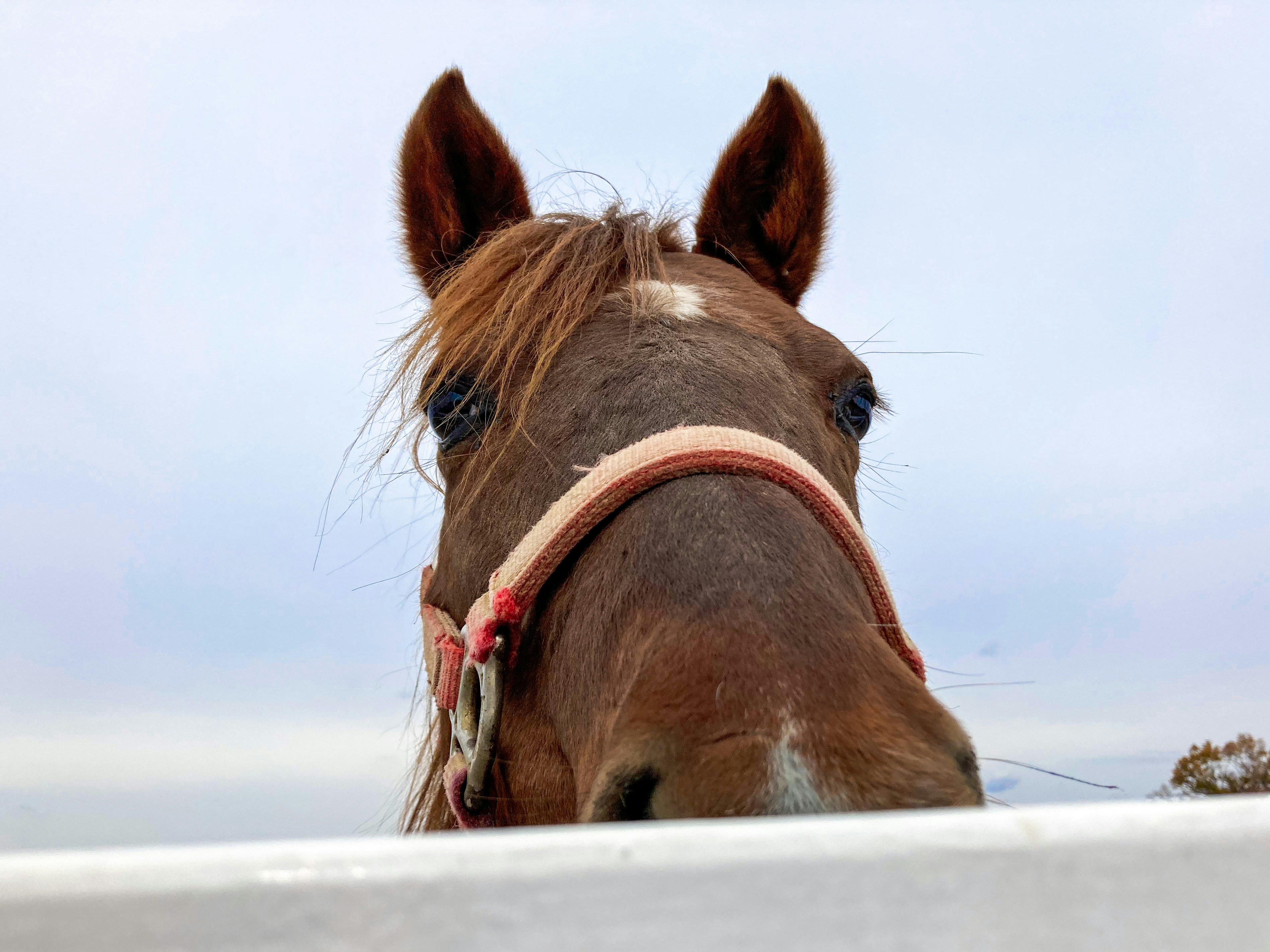 Close-up of a horse peeking over a white fence, showcasing its expressive eyes and soft features.