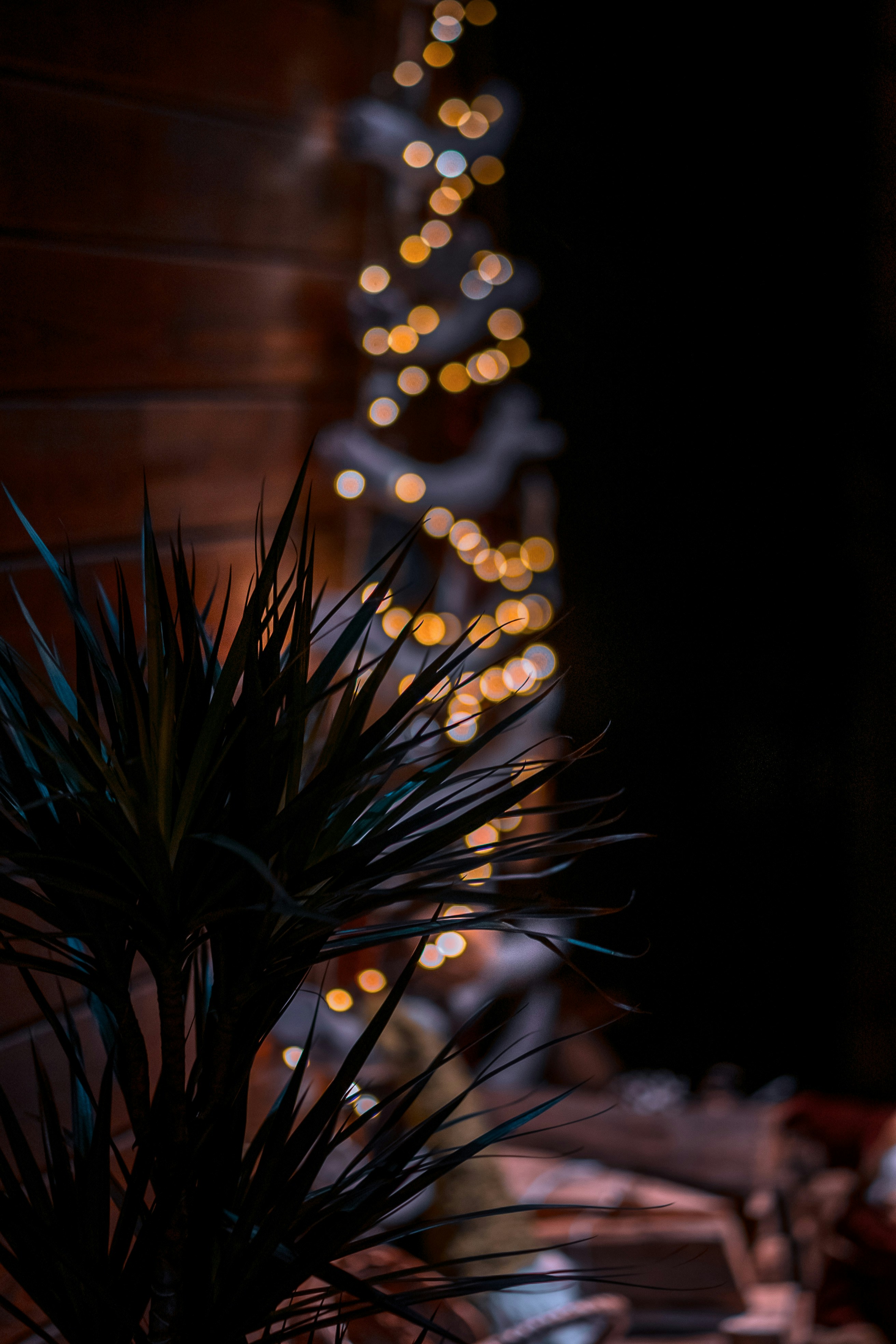 Silhouette of a plant in the foreground with warm, glowing fairy lights softly illuminating the background. A serene, inviting atmosphere is created by the gentle bokeh effect.