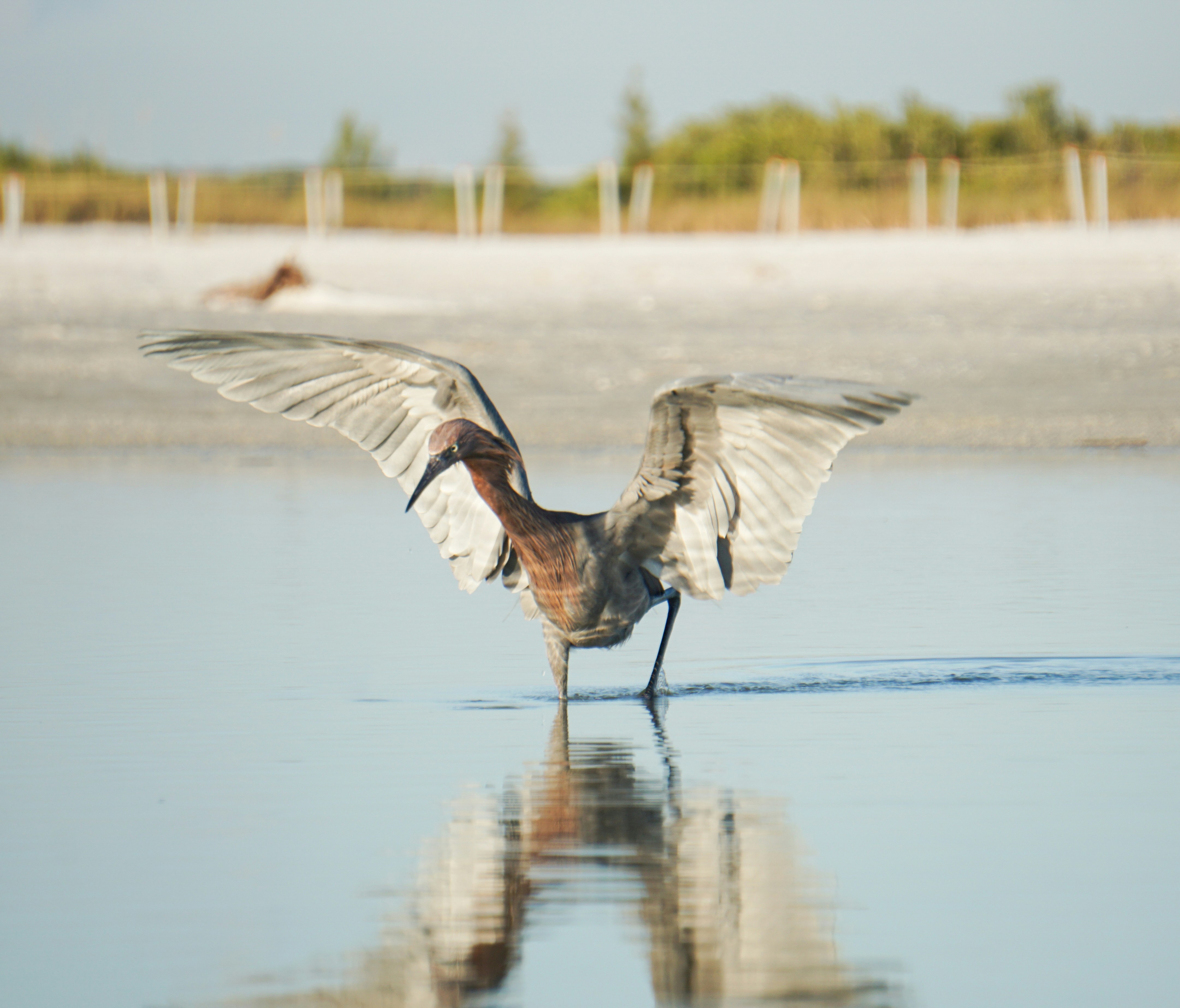 Winged Balance: Heron Lifting Off Across Glassy Shore