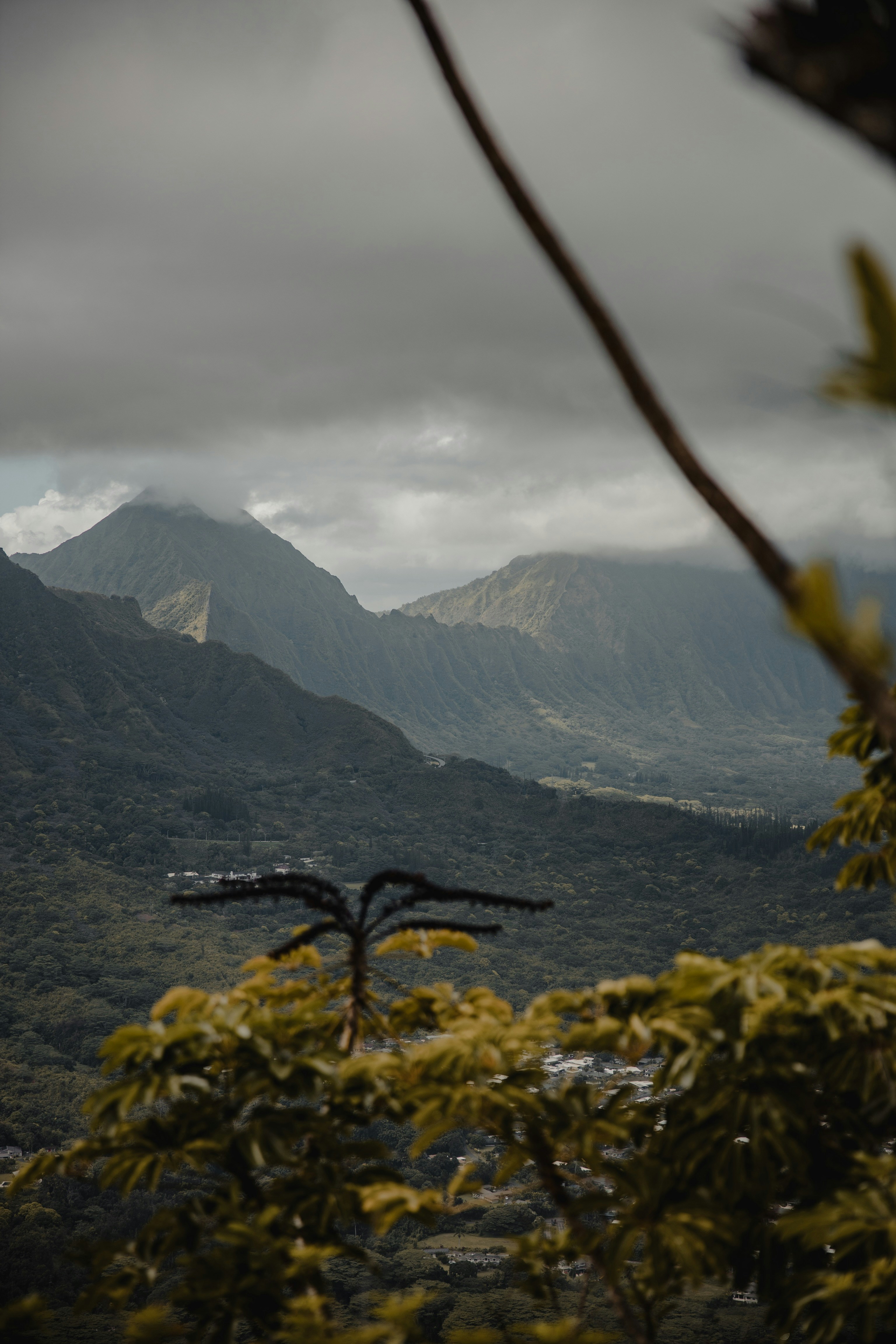 Mist-Softened Ridge: A Valley Beyond the Branch
