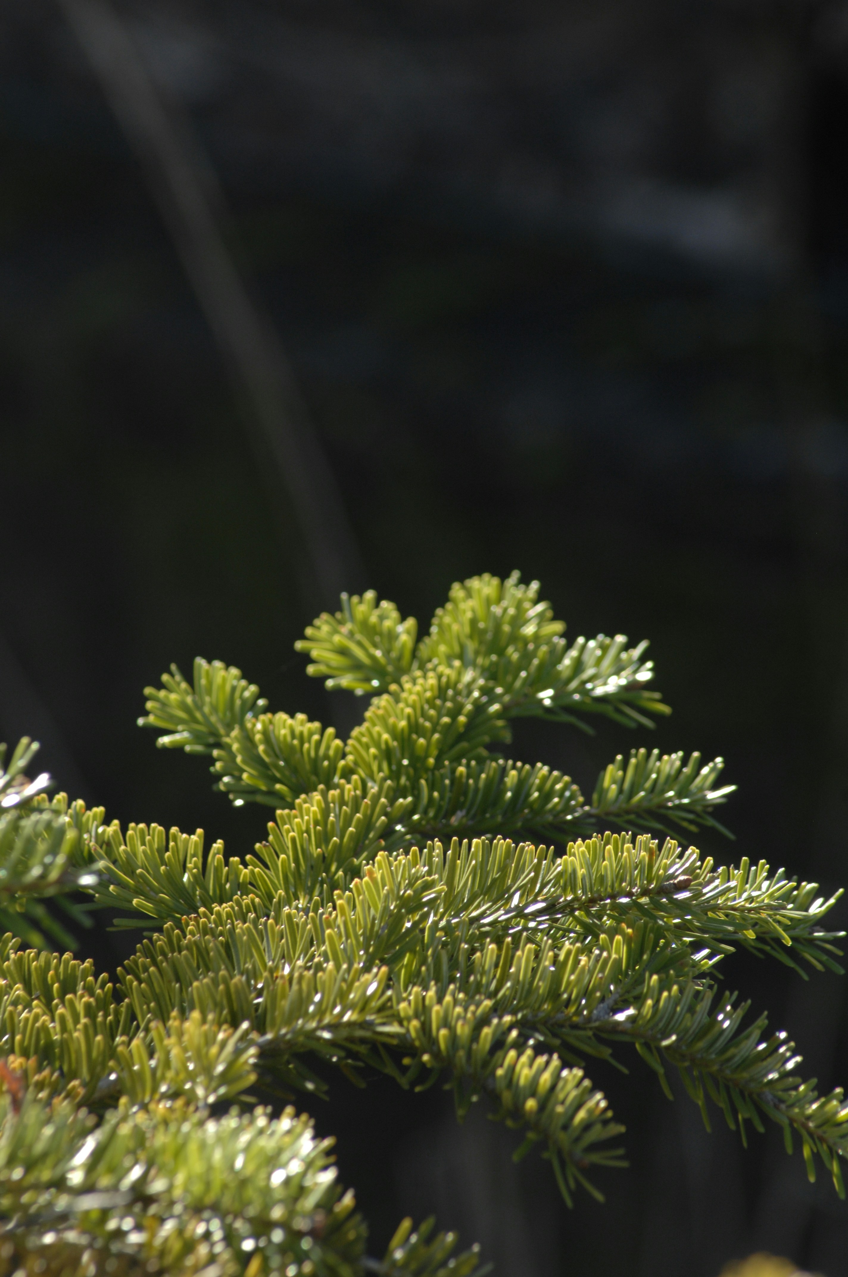 Close-up of sunlit evergreen needles with a dark blurred background, emphasizing the texture and fresh green tips. The image is a natural plant detail, not a logo, illustration, painting, or cartoon.