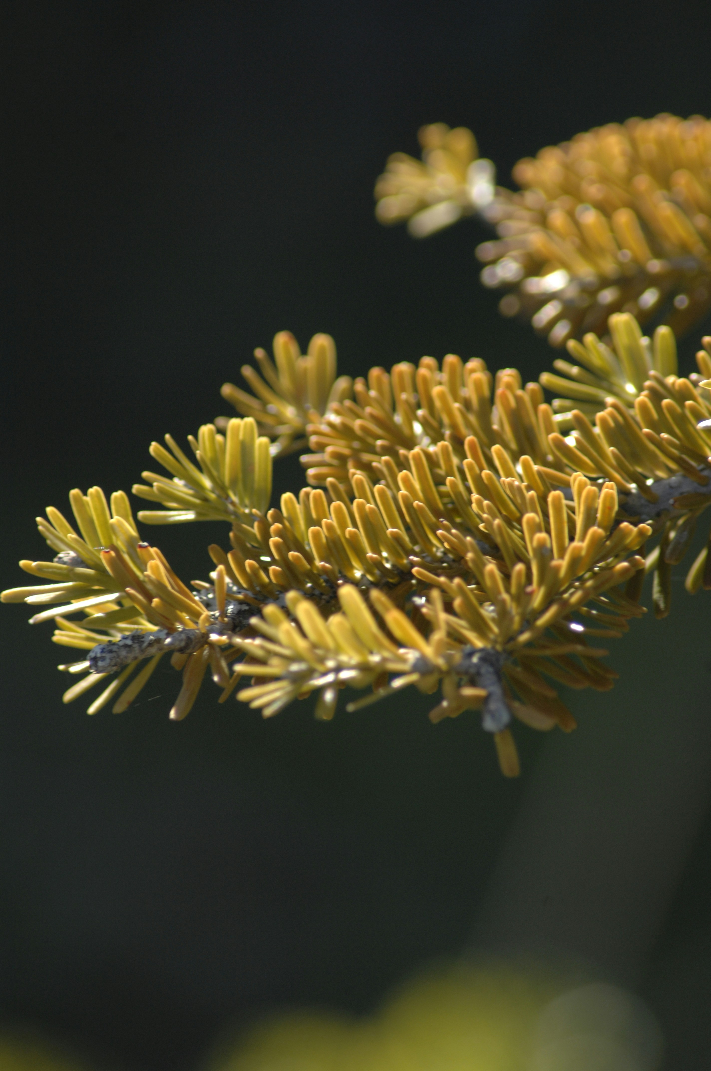 Close-up of vibrant yellow-green foliage against a dark background, showcasing the intricate details of nature's design.
