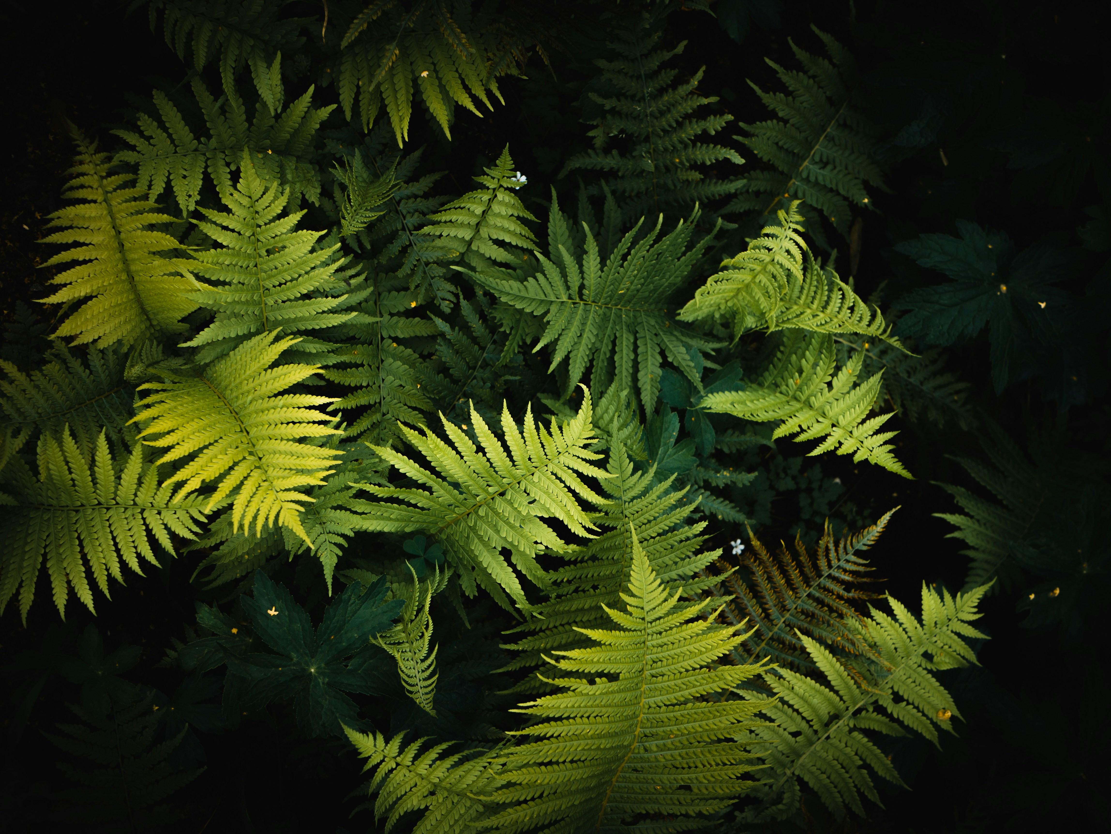 green fern plant in close up photography