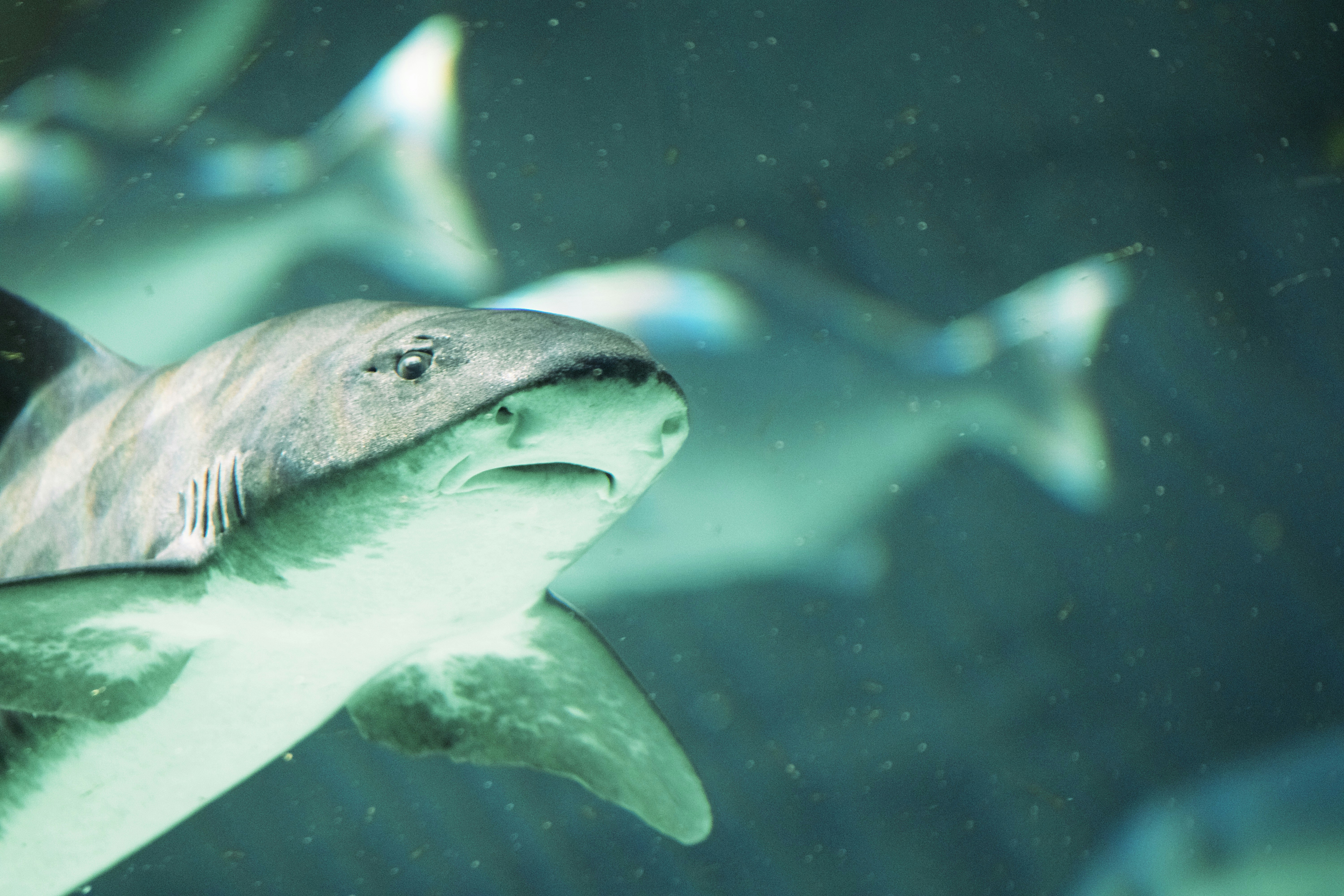 A close-up view of a shark gliding through water, surrounded by smaller fish. The underwater scene captures the essence of marine life in motion.