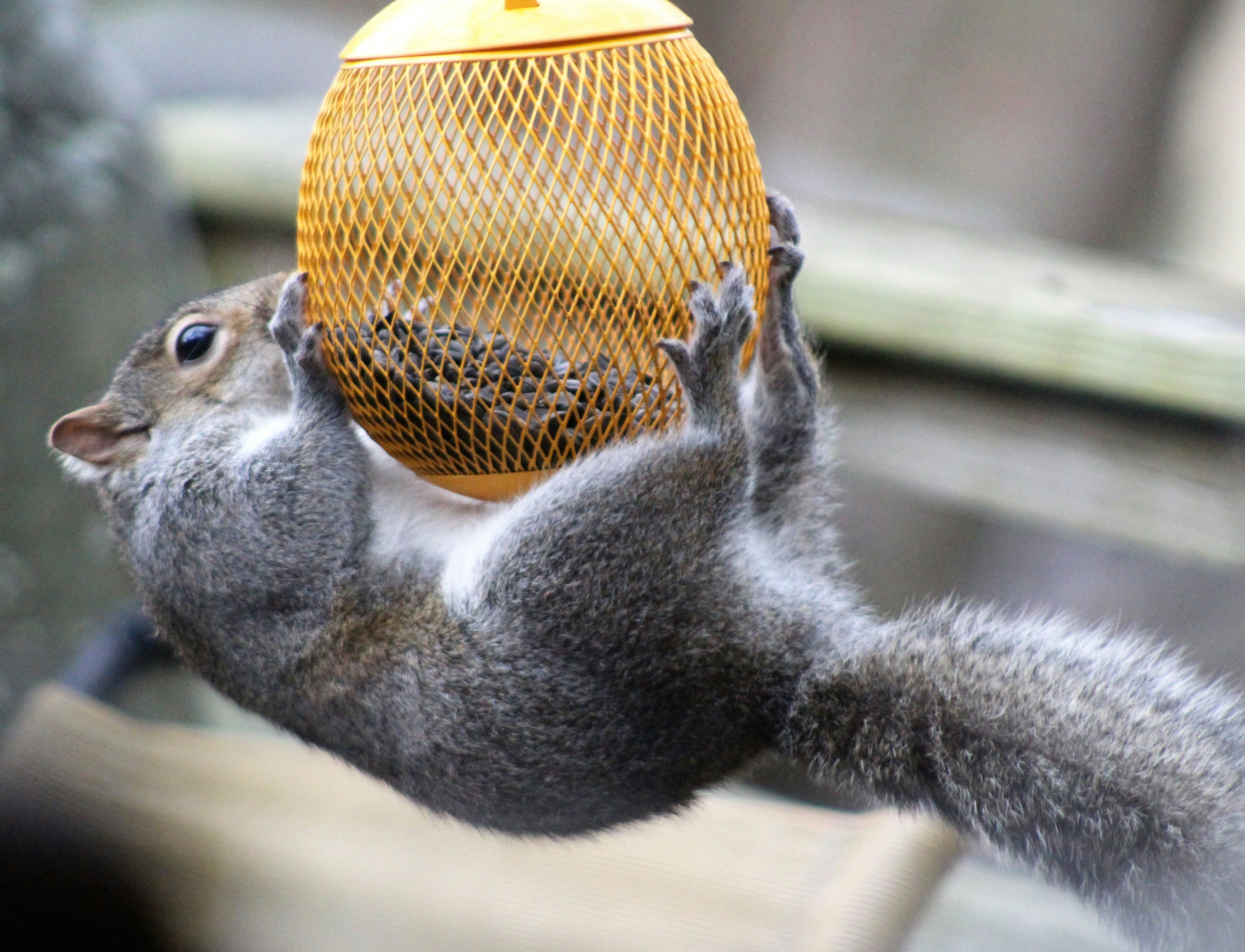 Squirrel in mid-leap grips a hanging feeder with determined gaze