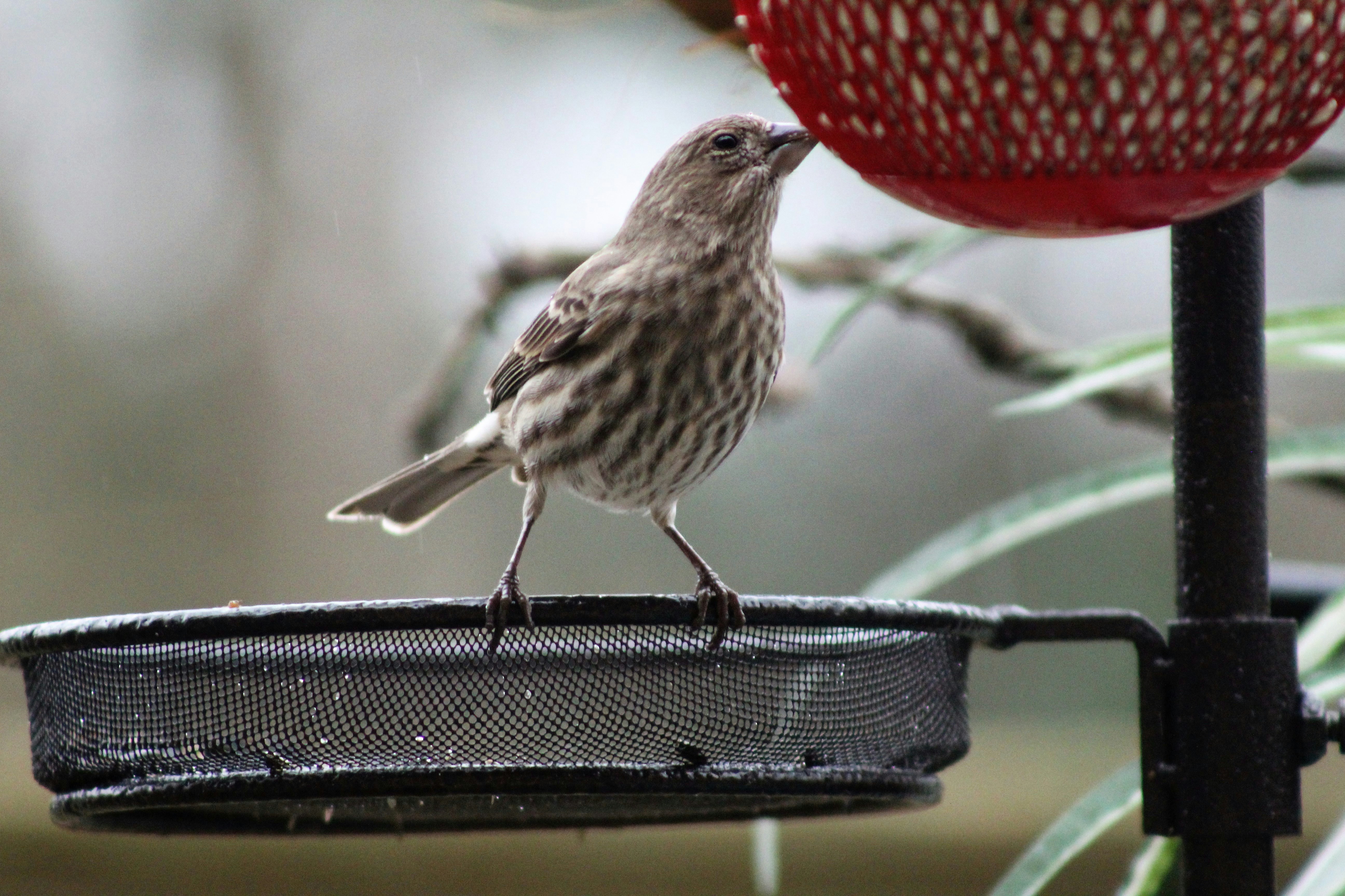 A Feathered Visitor's Moment of Pause