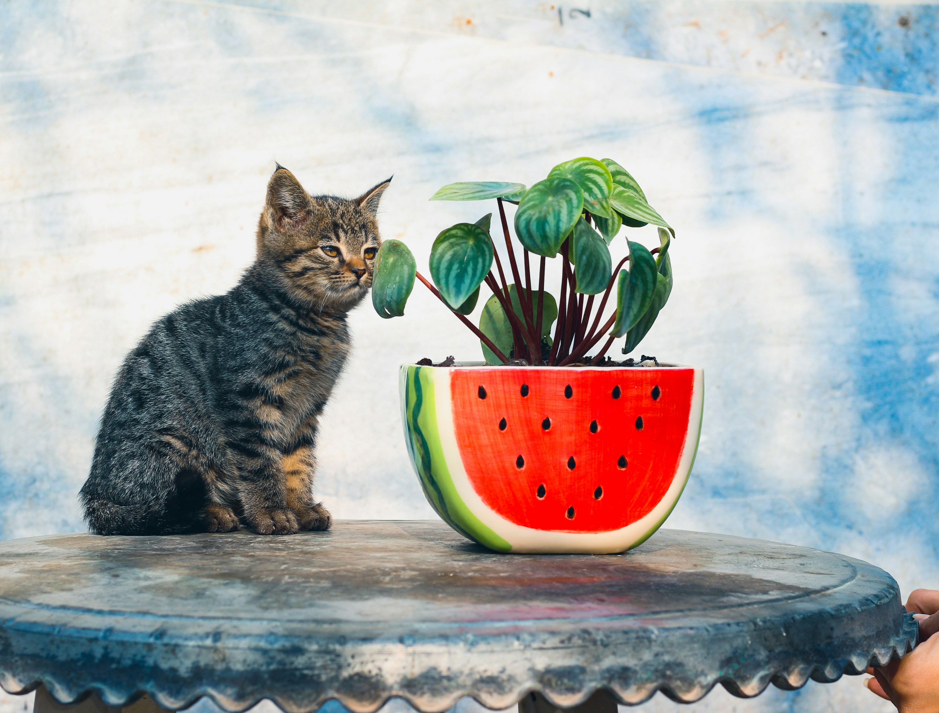 A curious tabby cat sits beside a vibrant watermelon-shaped planter filled with lush green leaves. The soft blue background enhances the playful atmosphere.