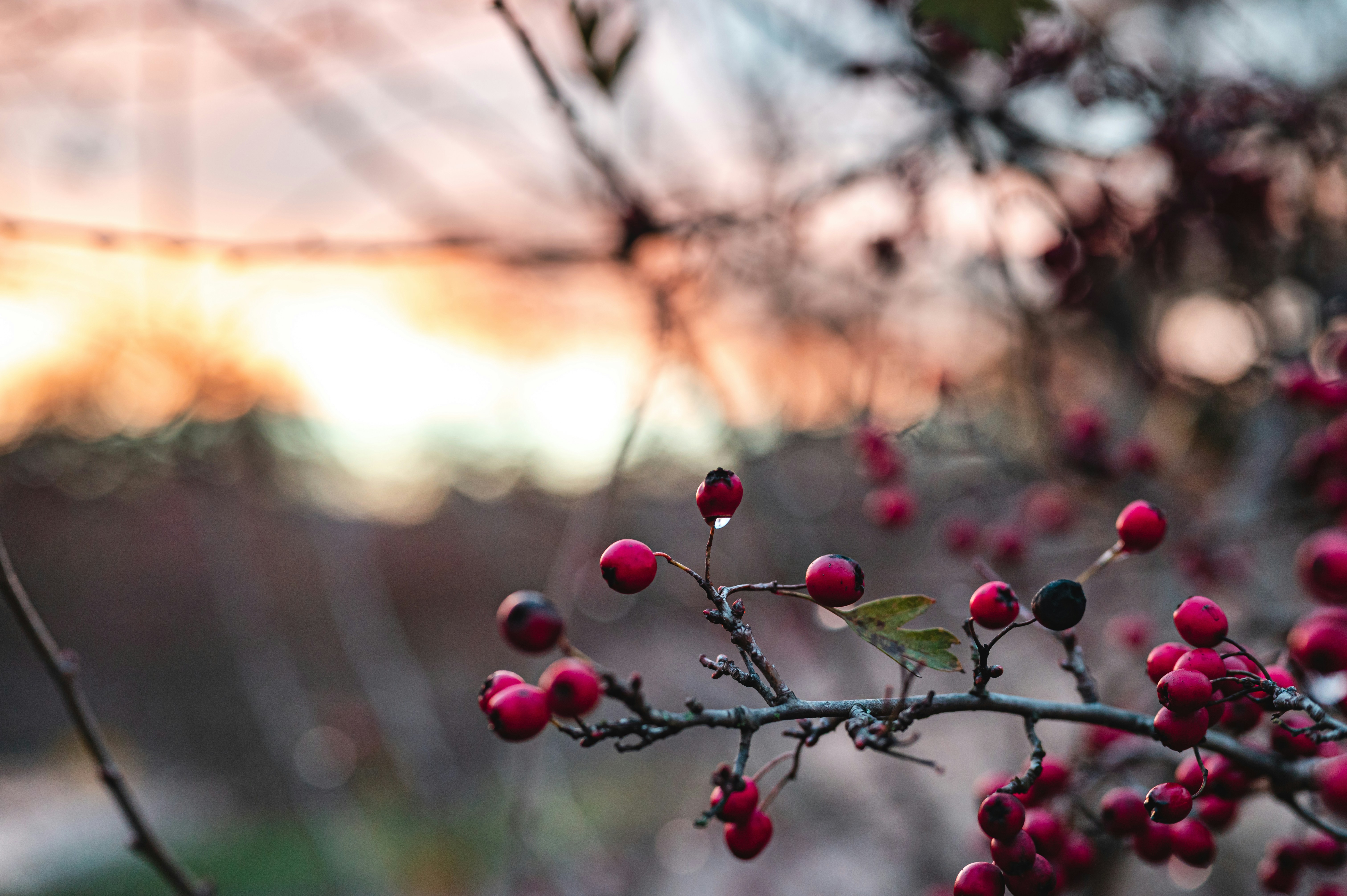 Crimson Berries at Dusk: Quiet Glow in Soft Focus