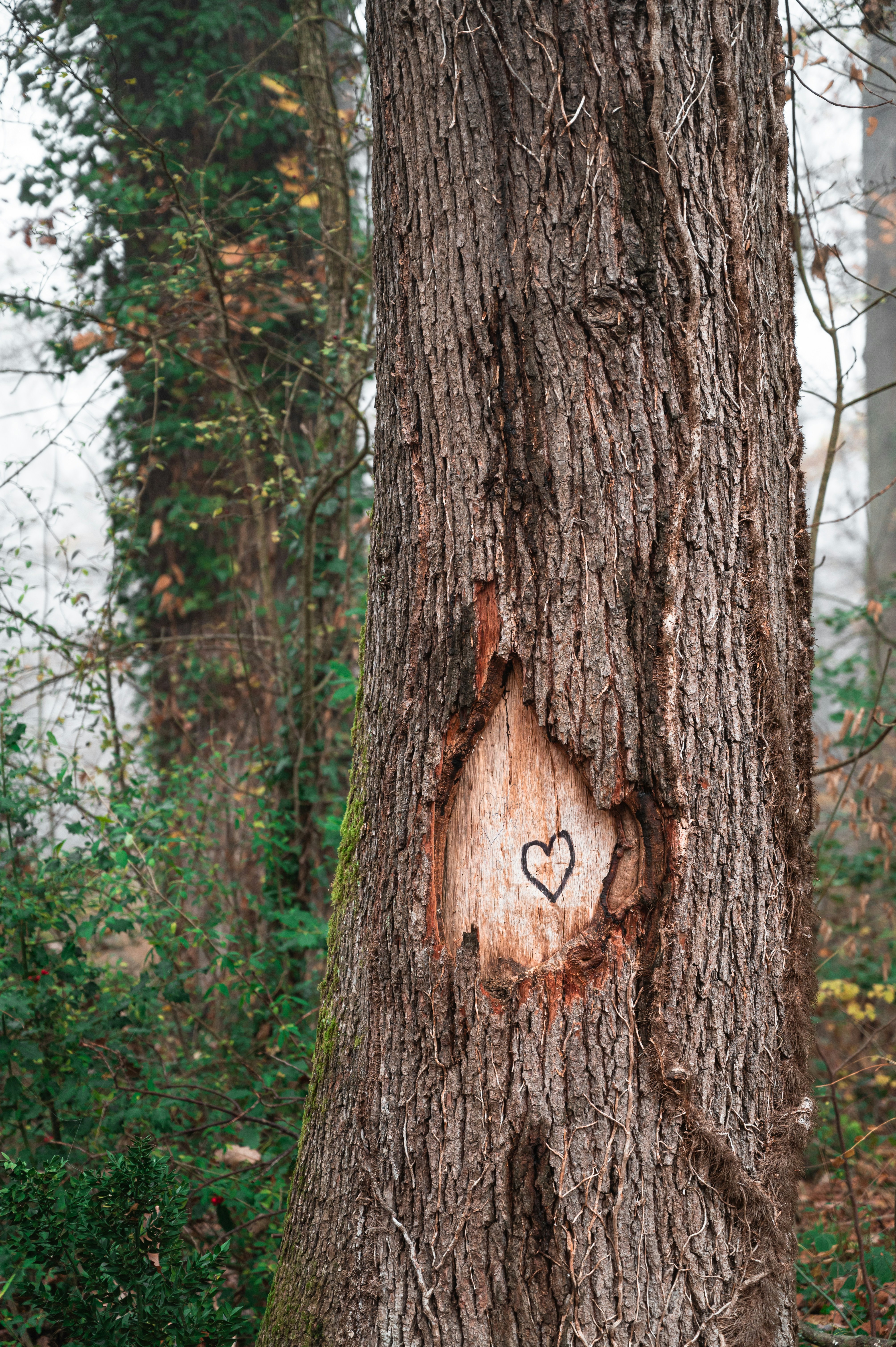 Heartwood in the Forest: A Carved Emblem on a Weathered Trunk
