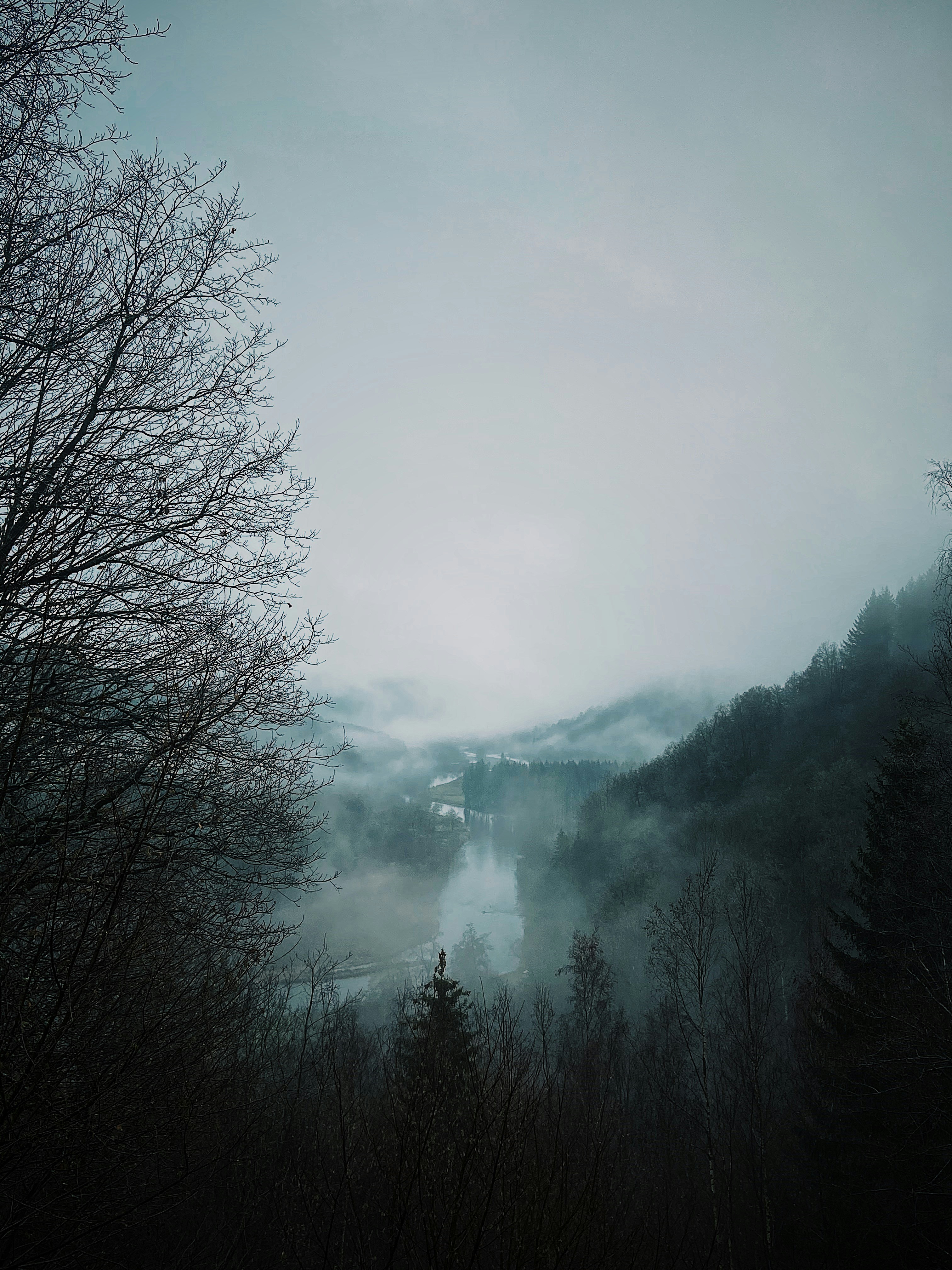 Forrest Fog Pictures | Download Free Images on Unsplash