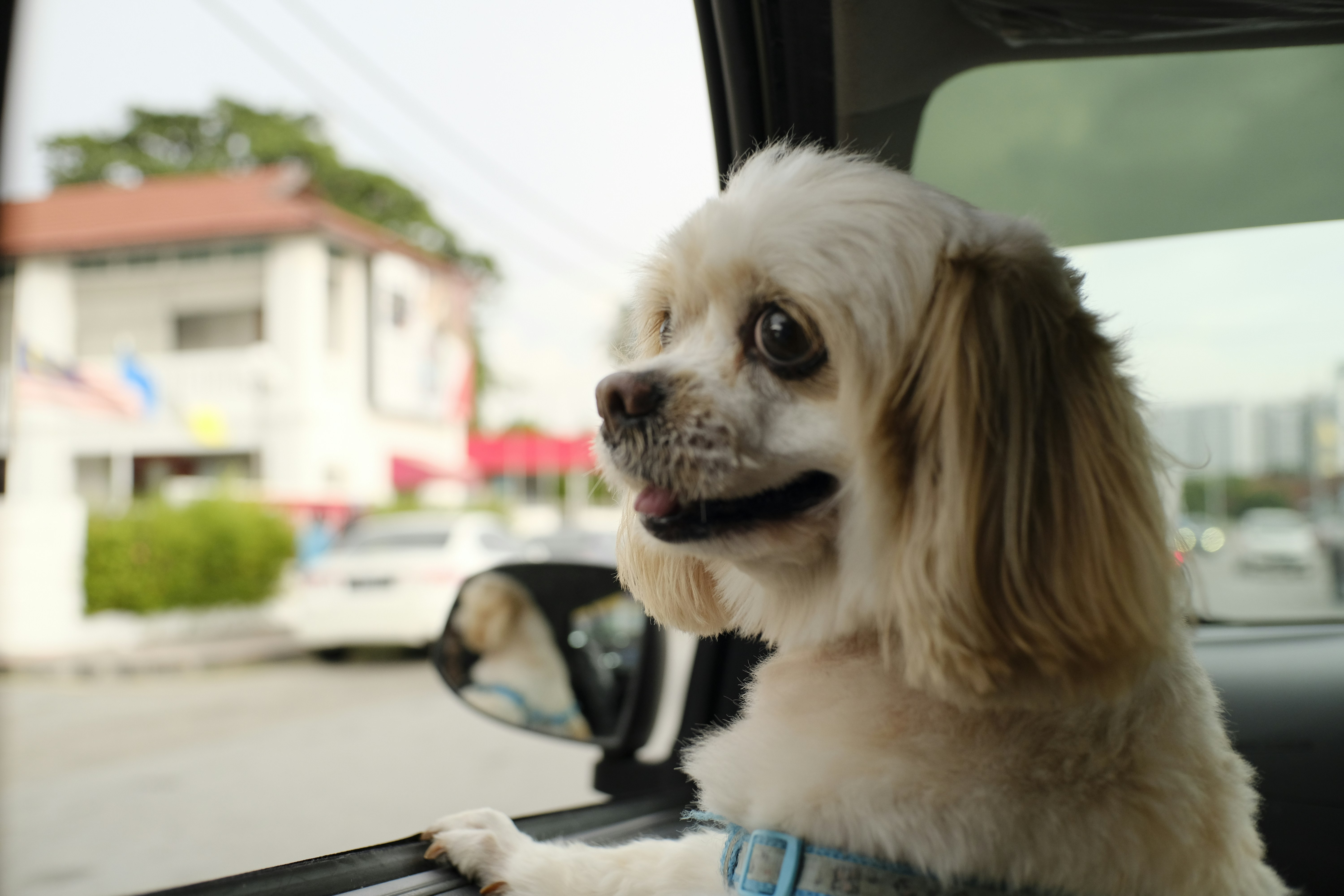 Window-Seat Pooch: a curious gaze along a quiet street