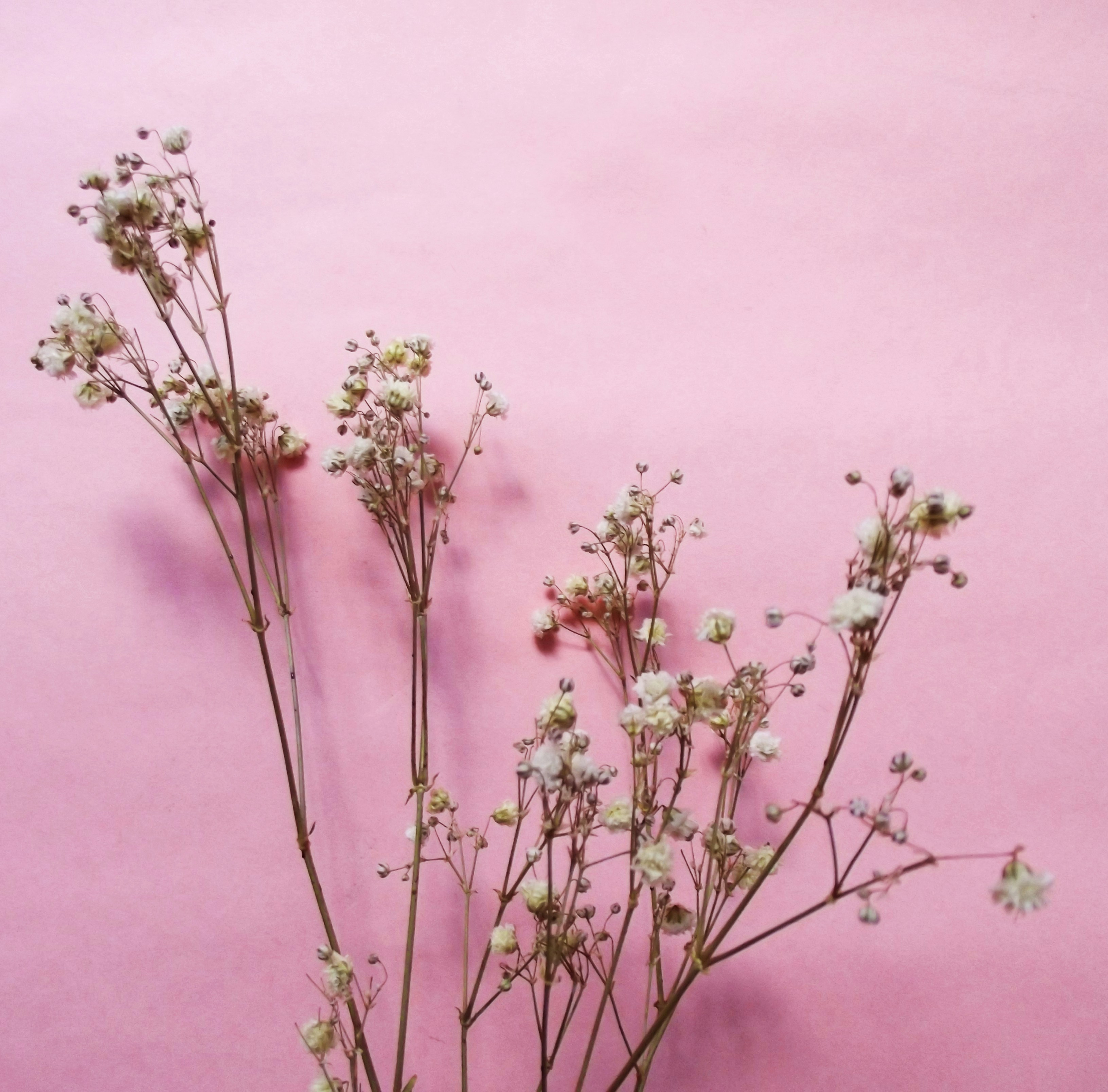 Dried flowers gracefully arranged against a soft pink backdrop, highlighting their intricate details and textures.