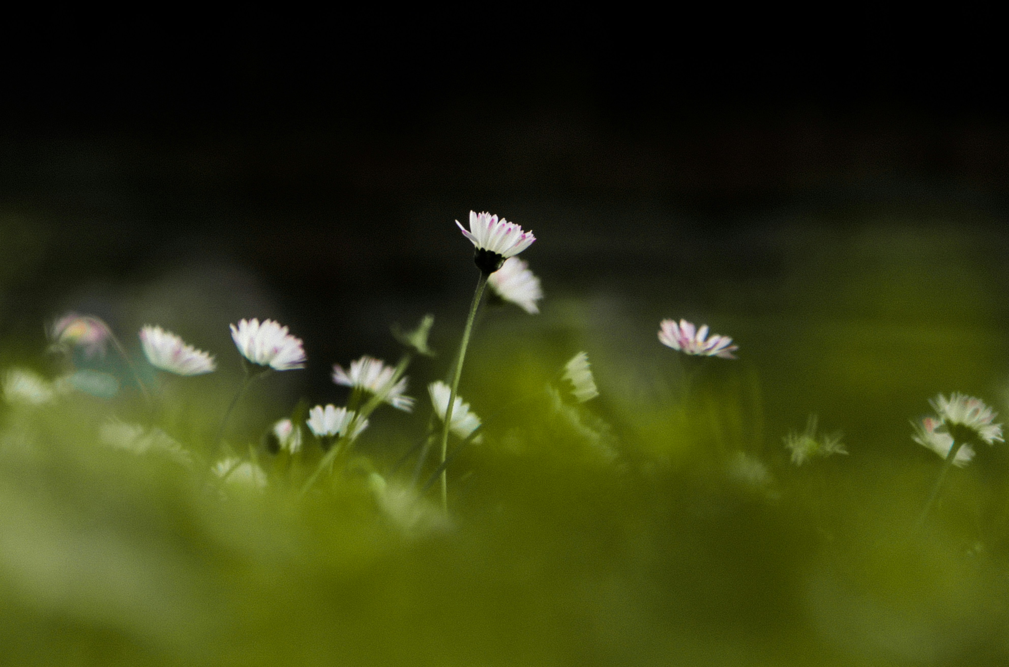 white and purple flower in tilt shift lens