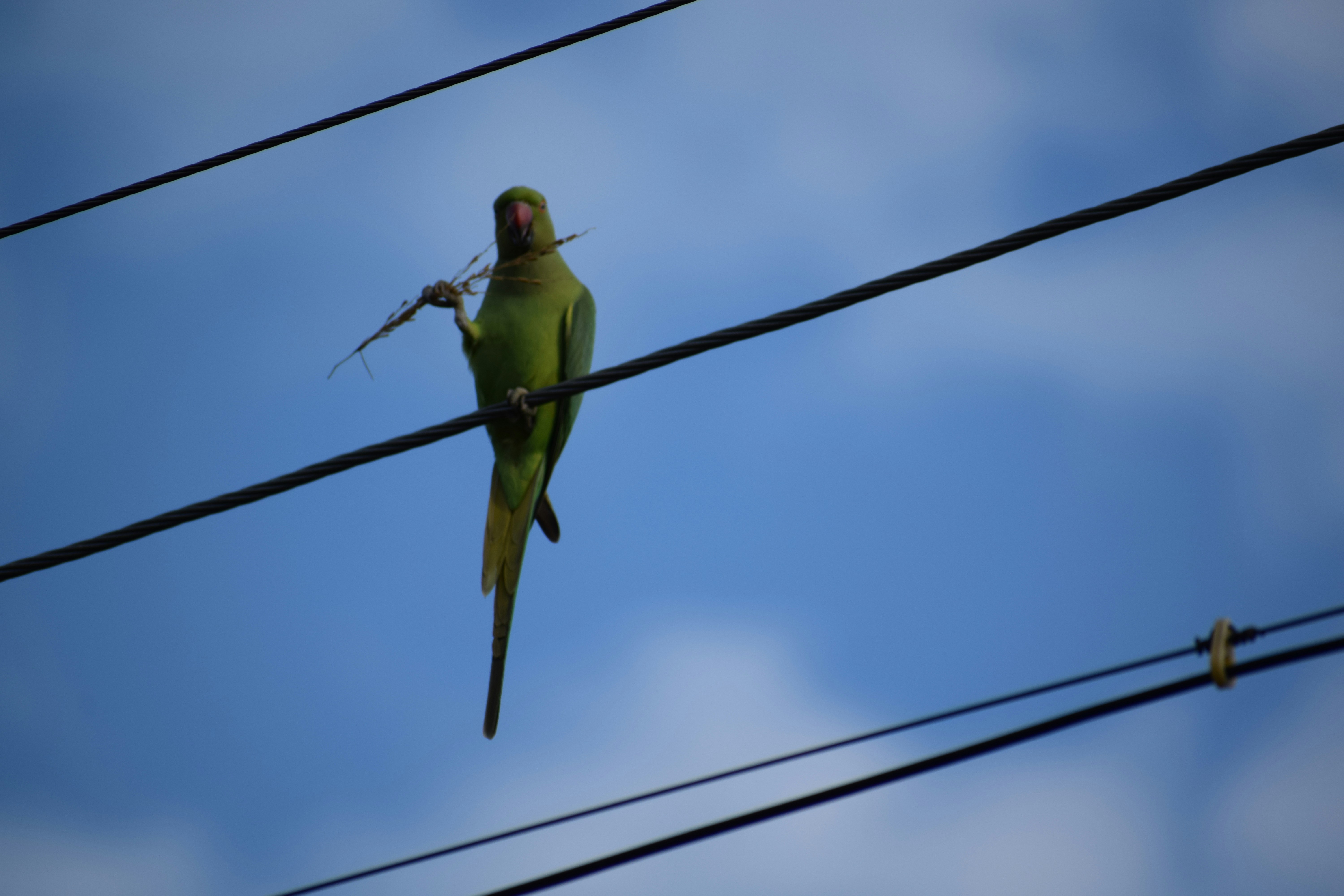Rose Ringed Parrot posing with a stick of paddy , perched on electric wire