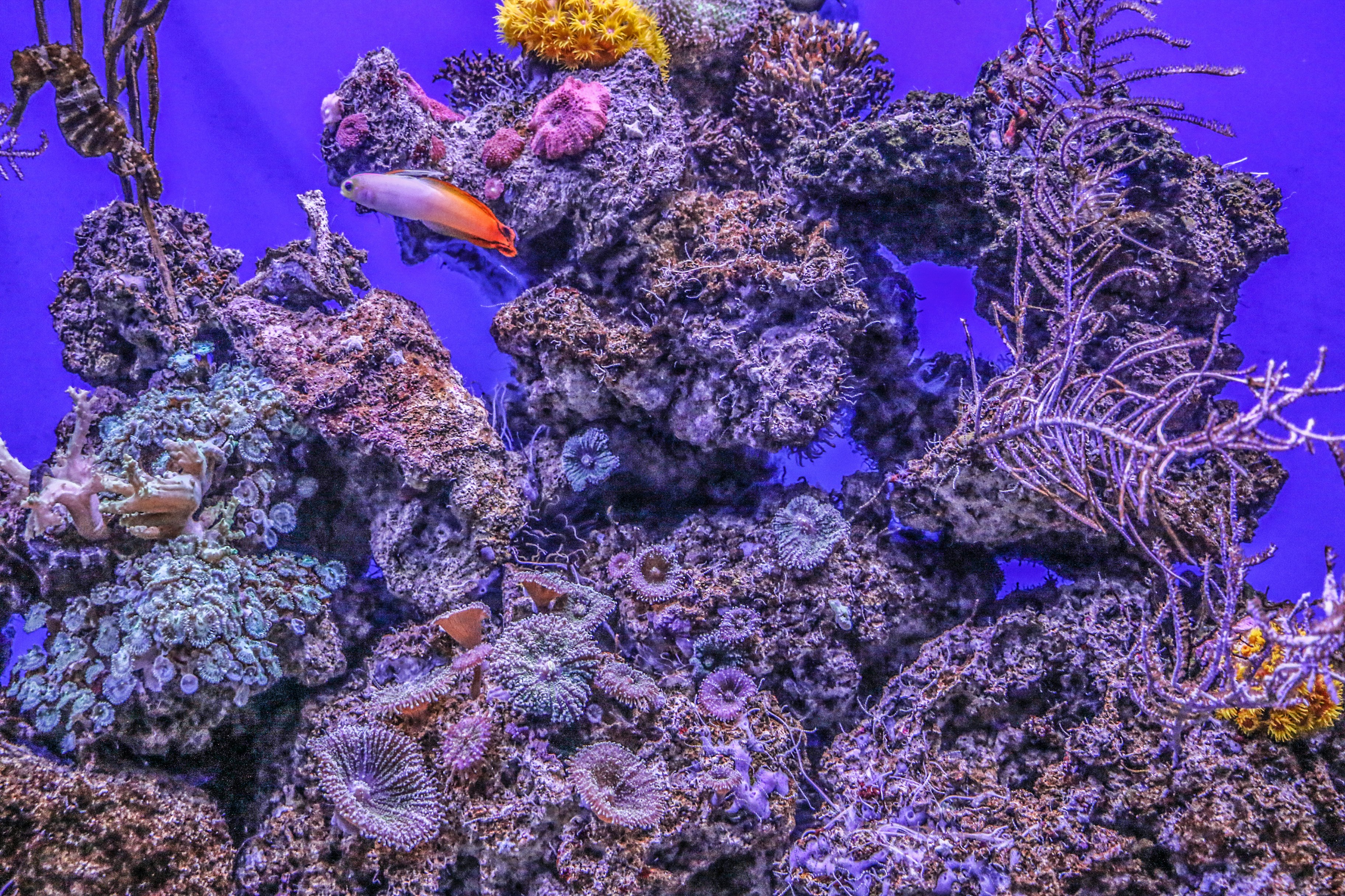 Amber Fish Amid Indigo Reefs: Quiet Drama in Purple Light