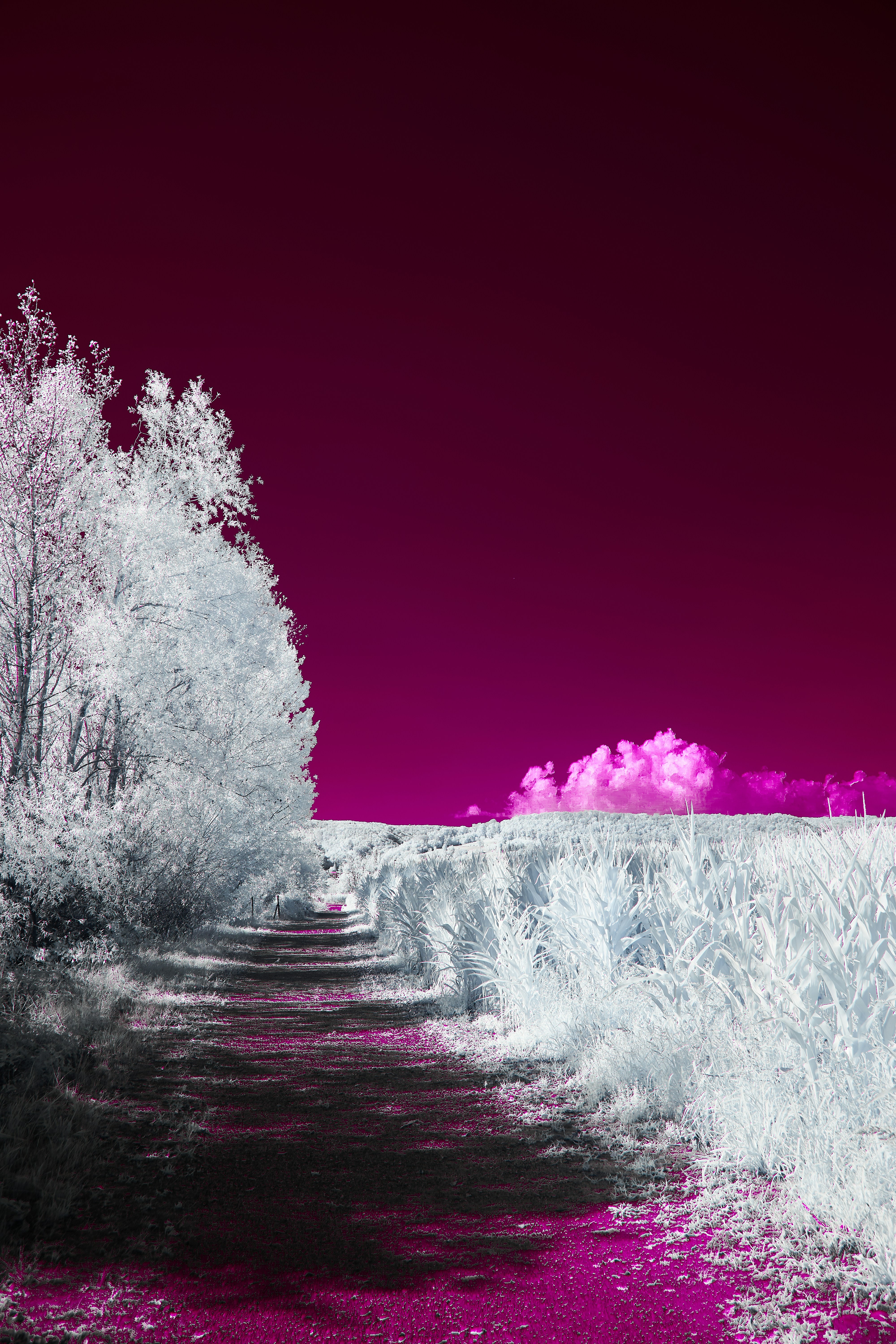 Infrared Frost Trail under a Magenta Dusk