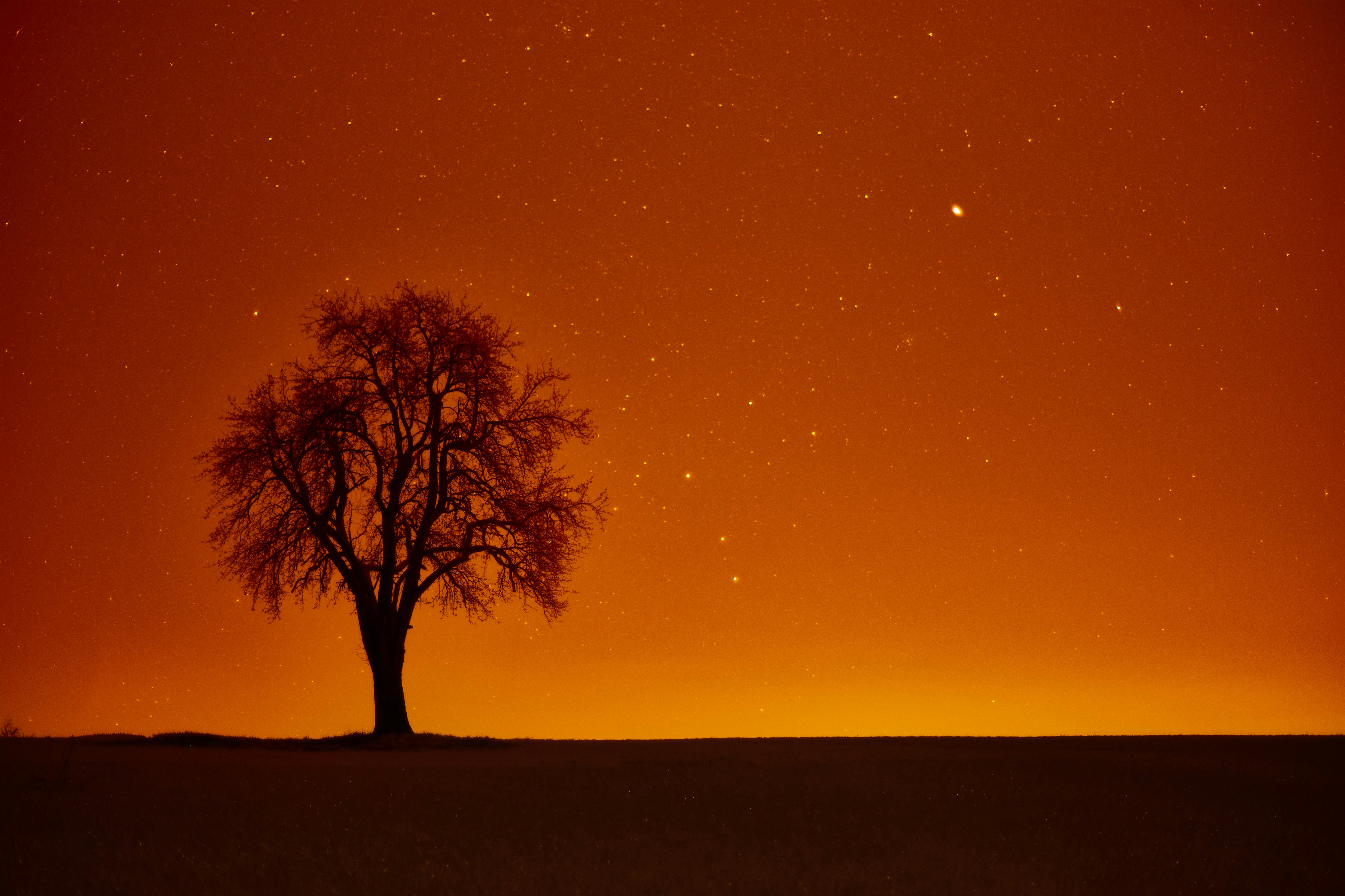 Silhouette of tree during night time photo – Free Brown Image on Unsplash
