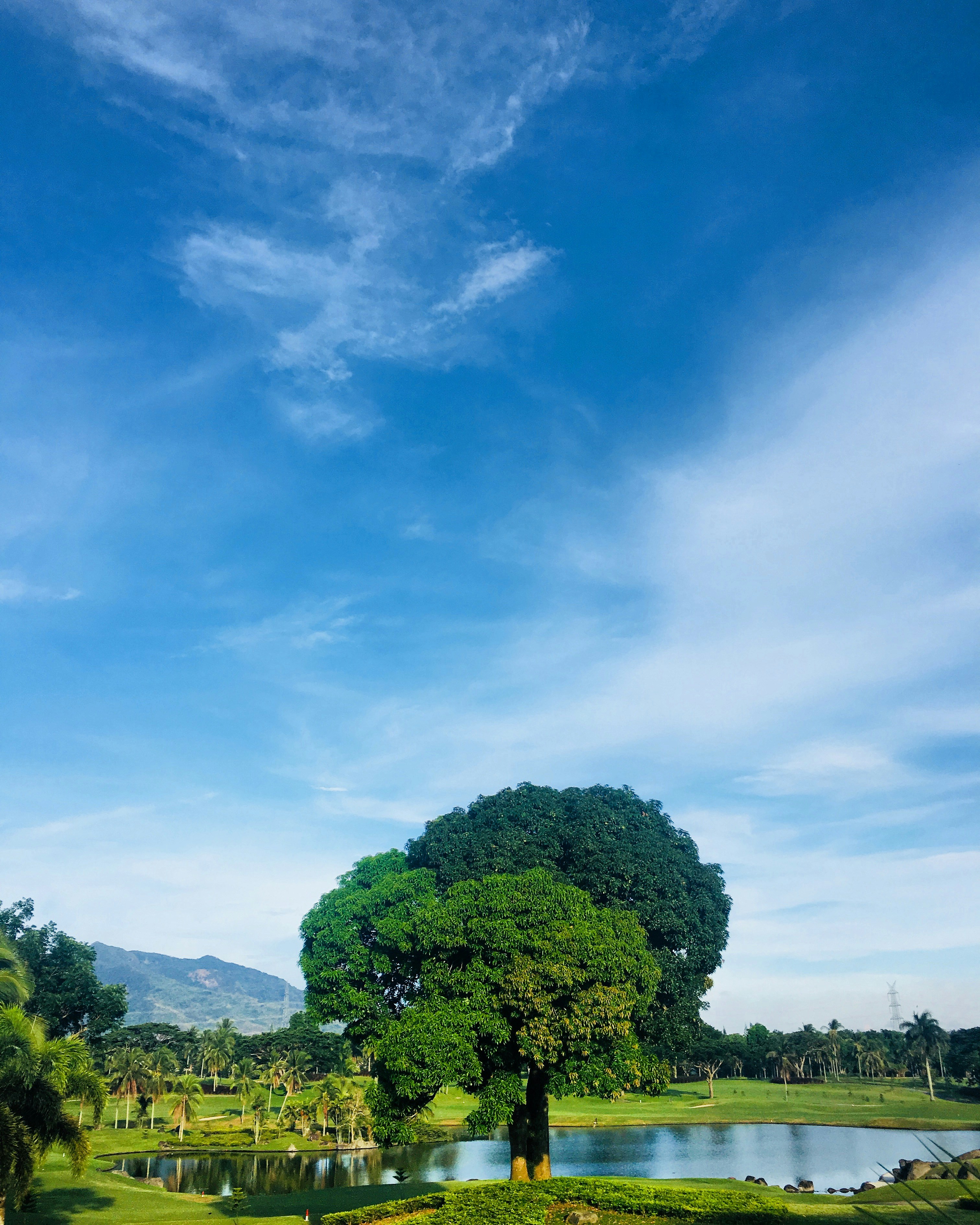 Lush green tree stands majestically by a serene pond, framed by a clear blue sky and distant mountains. The scene embodies tranquility and natural beauty.
