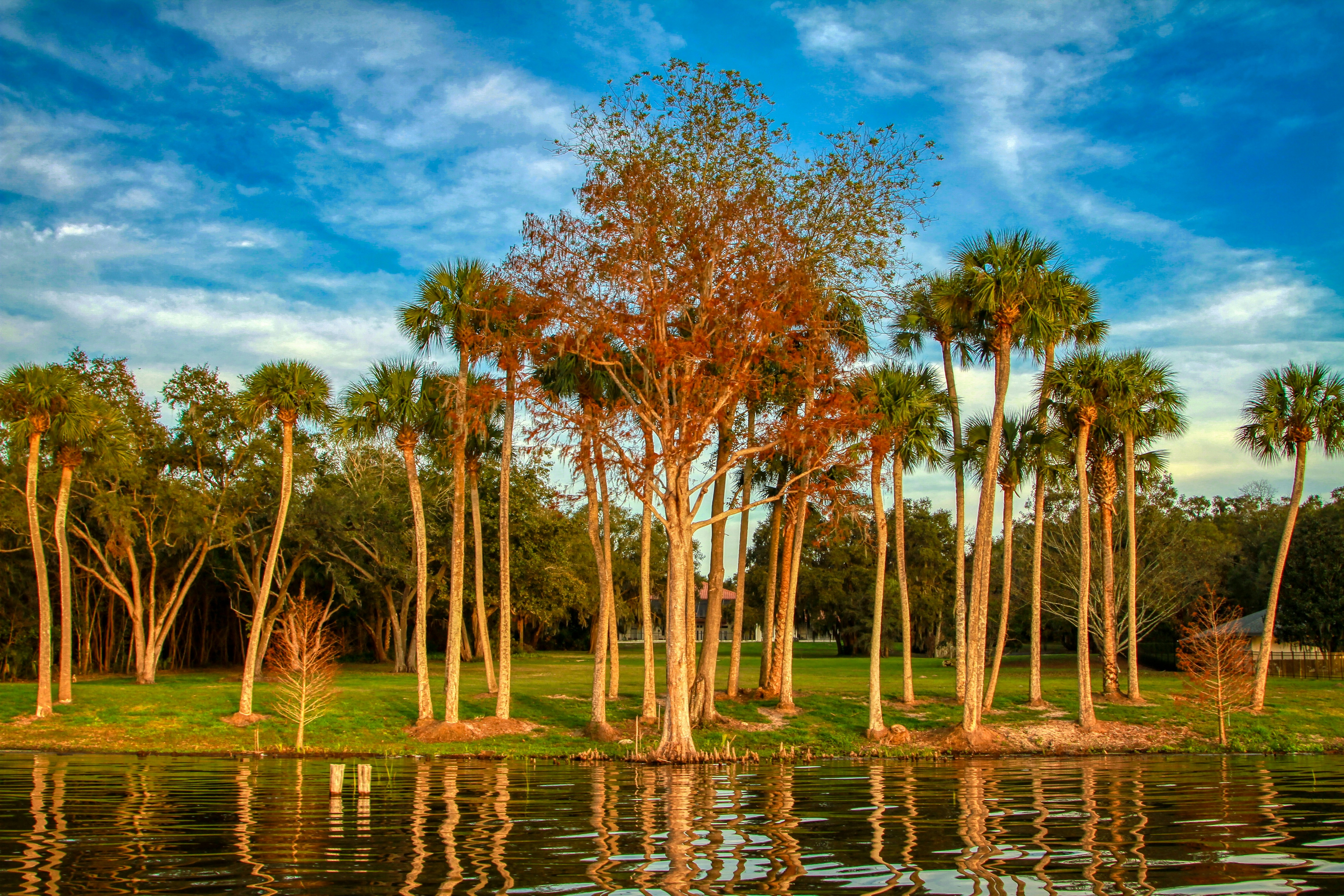 A cluster of palm trees and a vibrant autumn tree reflected in calm waters, showcasing a peaceful lakeside scene.