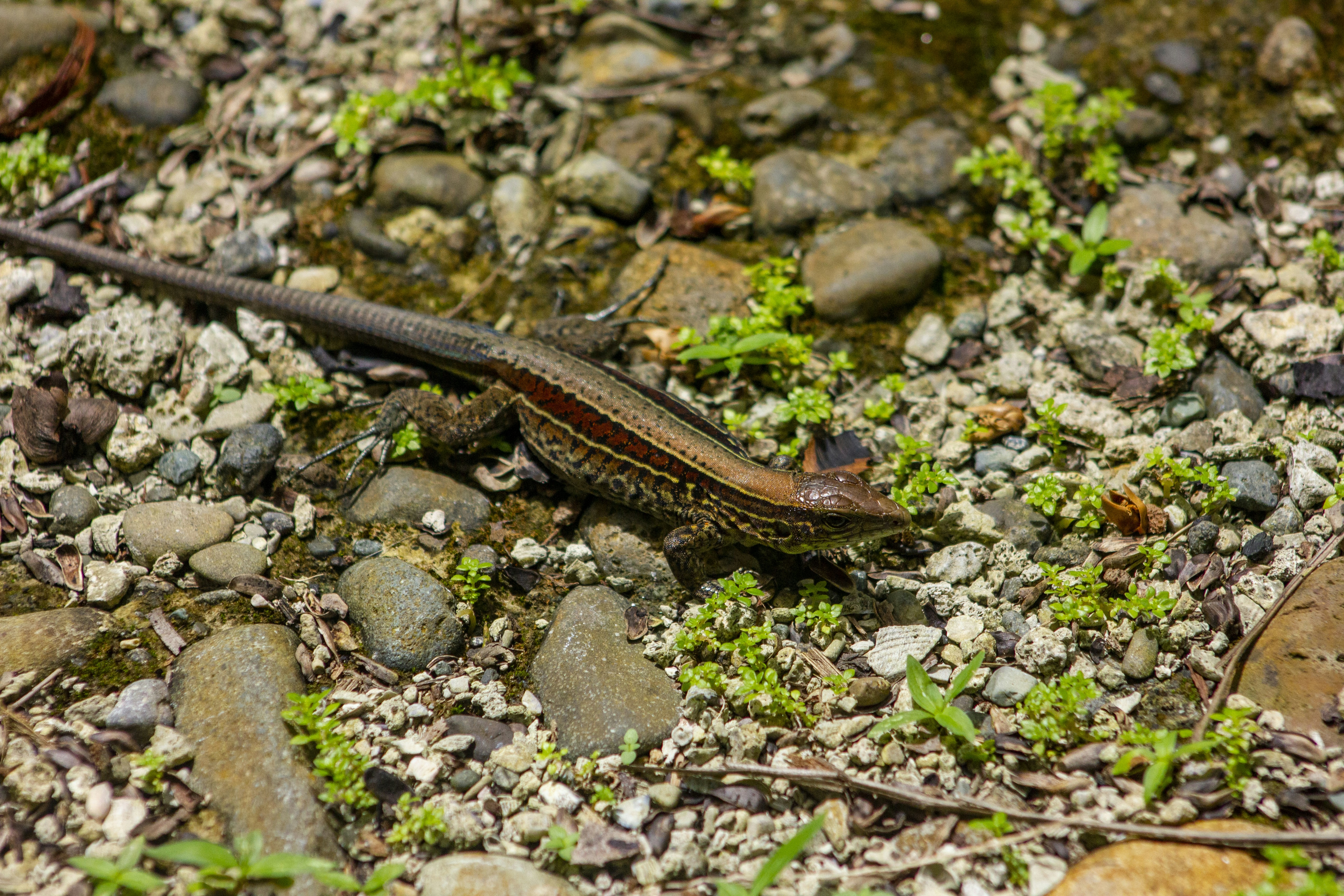 A skink navigates a rocky terrain, blending seamlessly with its surroundings. The intricate details of its scales and the natural habitat highlight its adaptive characteristics.
