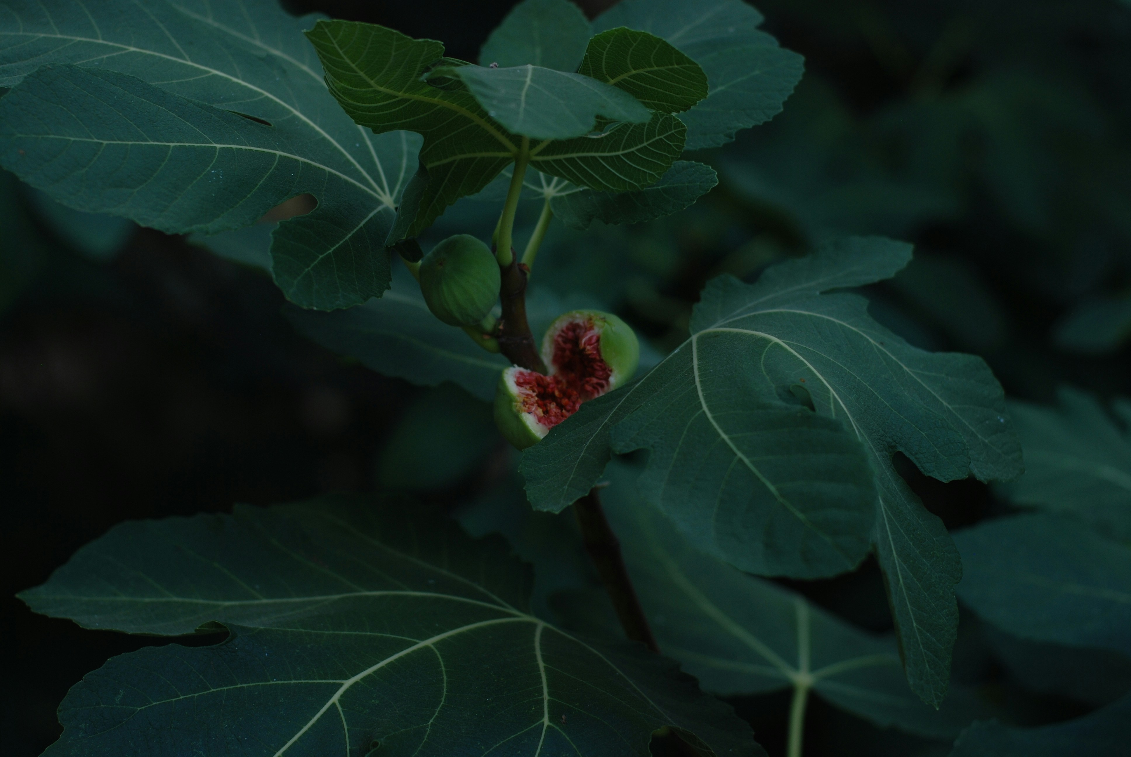 Fig Tree Pictures | Download Free Images on Unsplash