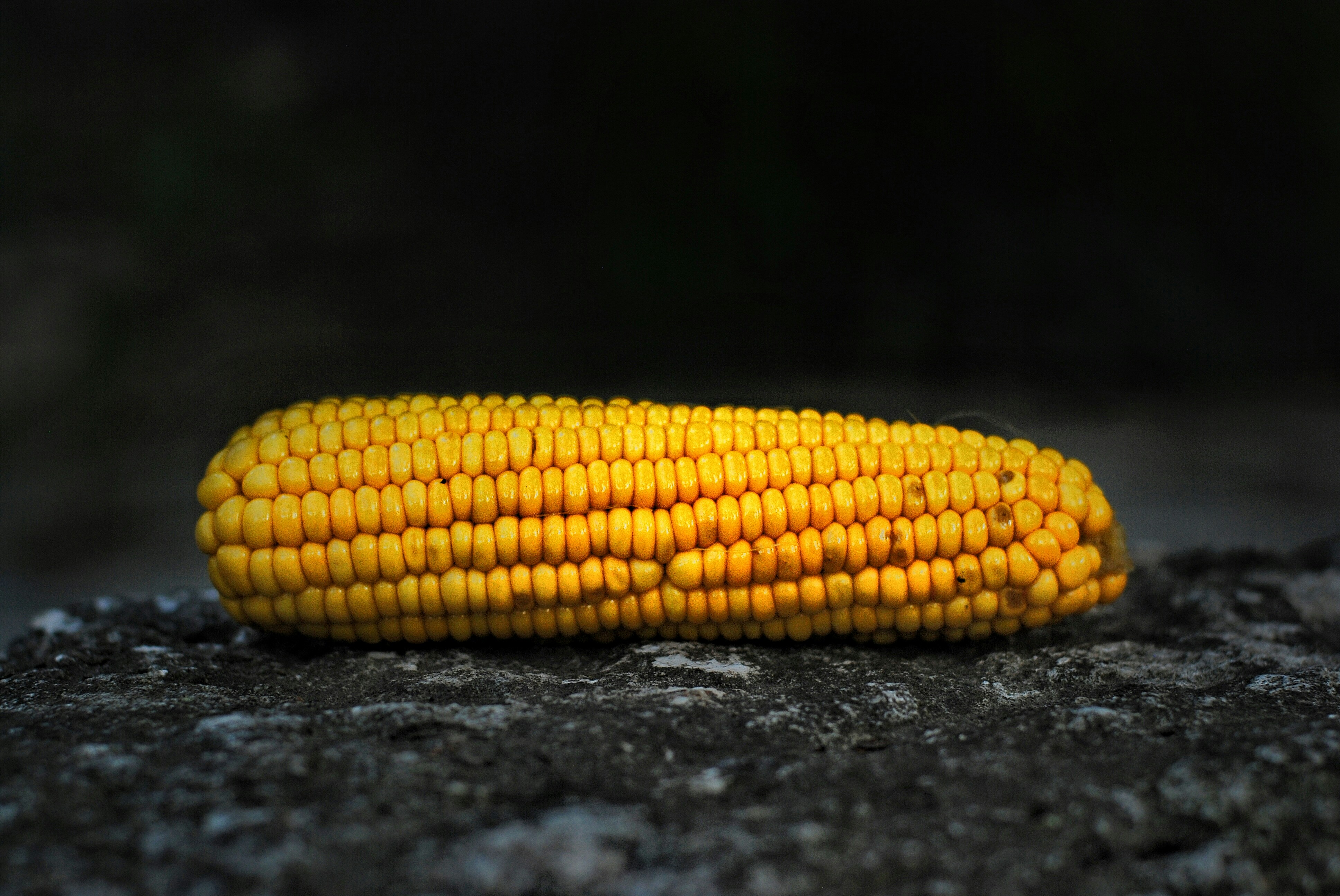 Close-up of a ripe ear of corn resting on a textured surface, showcasing its vibrant yellow kernels.