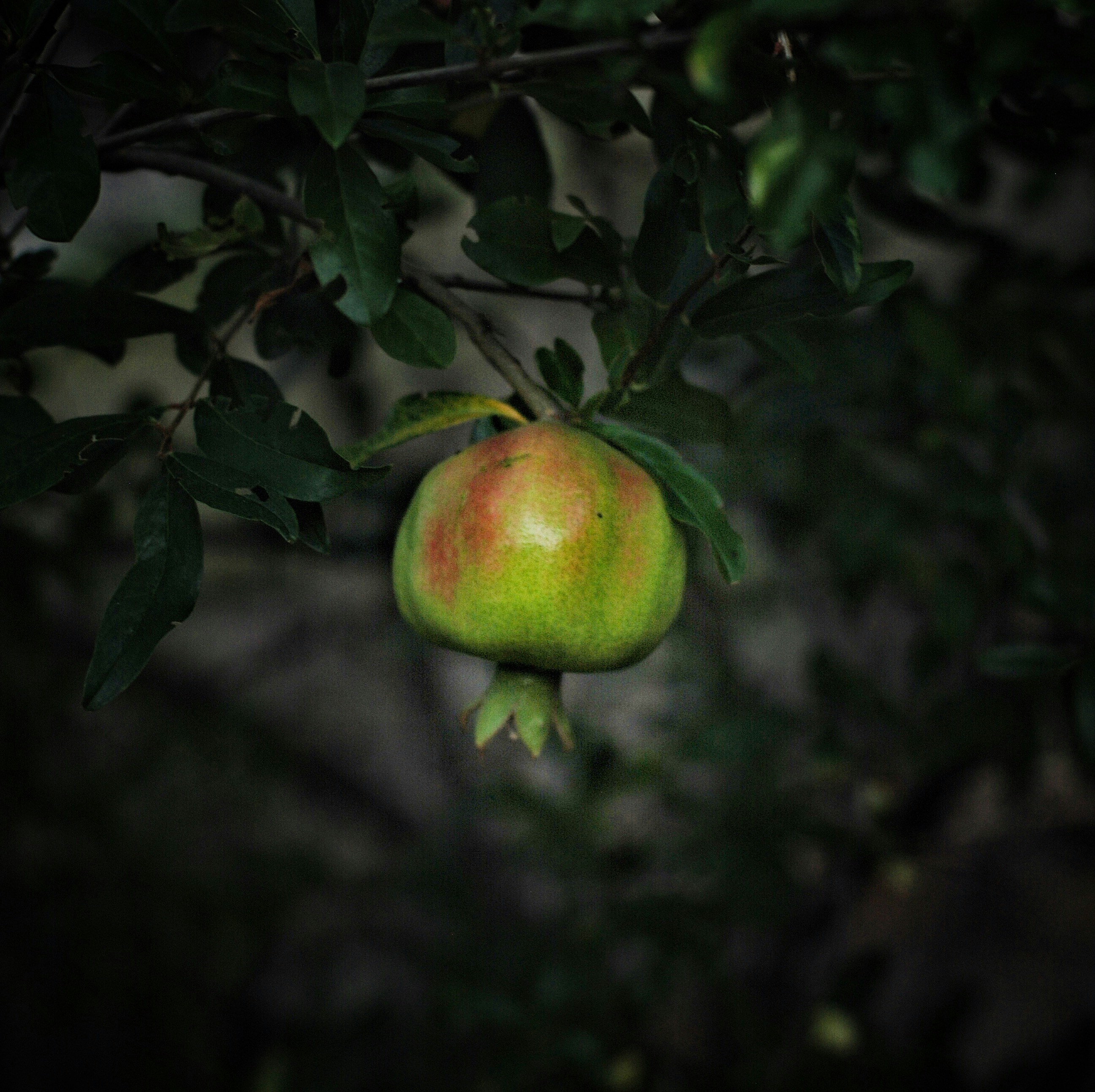 A solitary unripe pomegranate hangs from a branch, surrounded by lush green leaves, hinting at its impending ripeness.