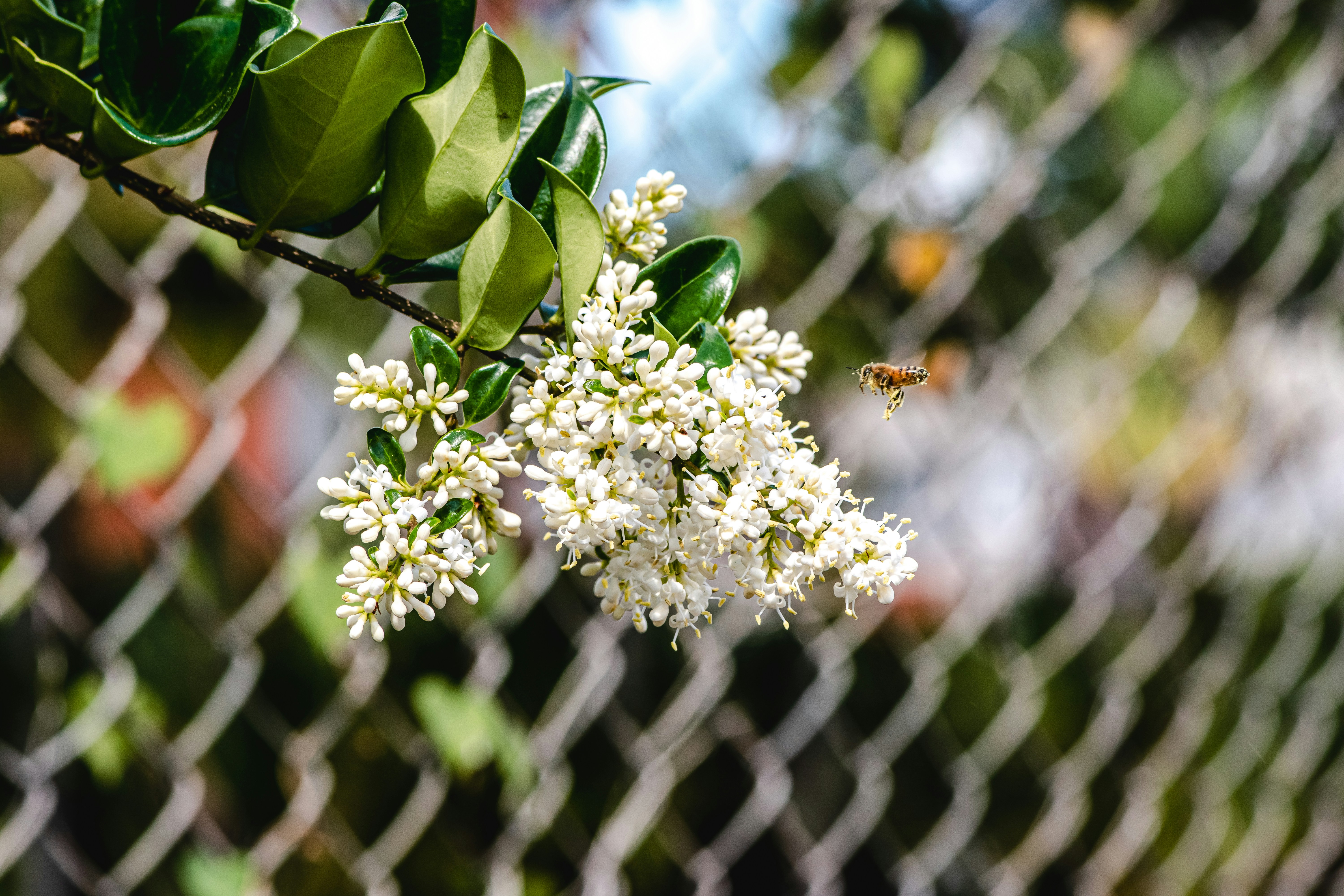 white flower with green leaves