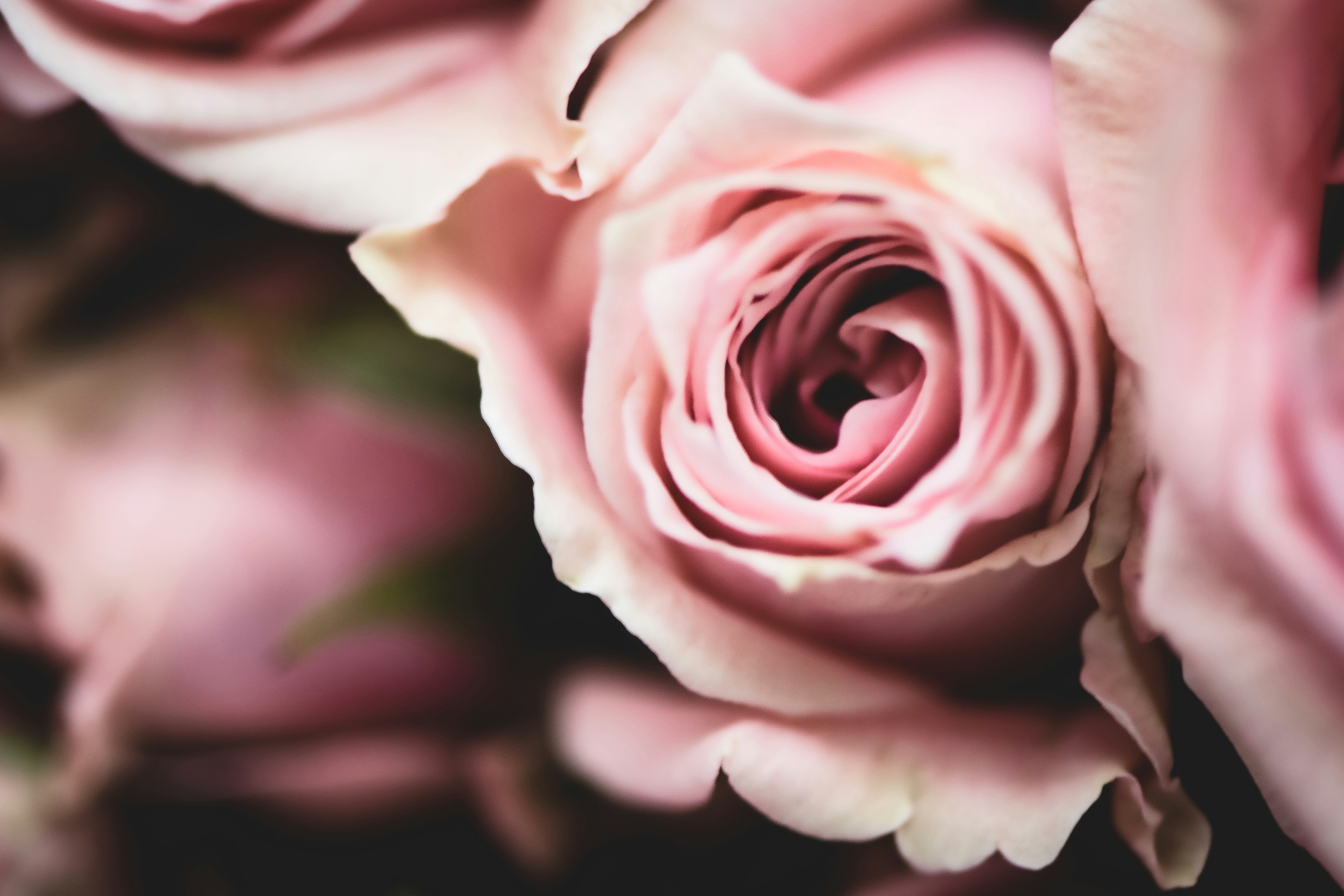 Close-up of delicate pink roses showcasing their intricate layers and soft hues.