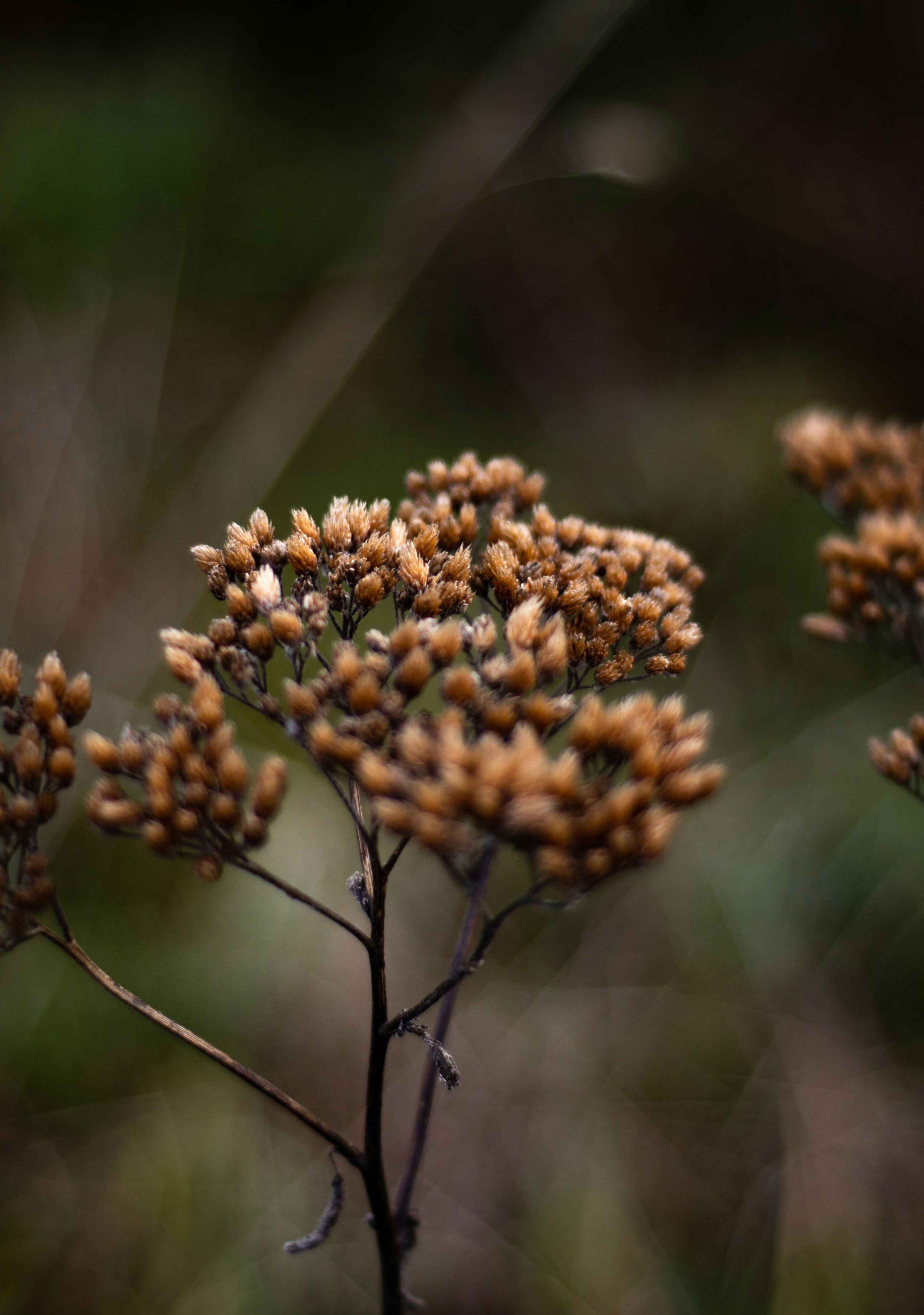 Dried flower cluster against a softly blurred background, highlighting the intricate details of nature's transition. 