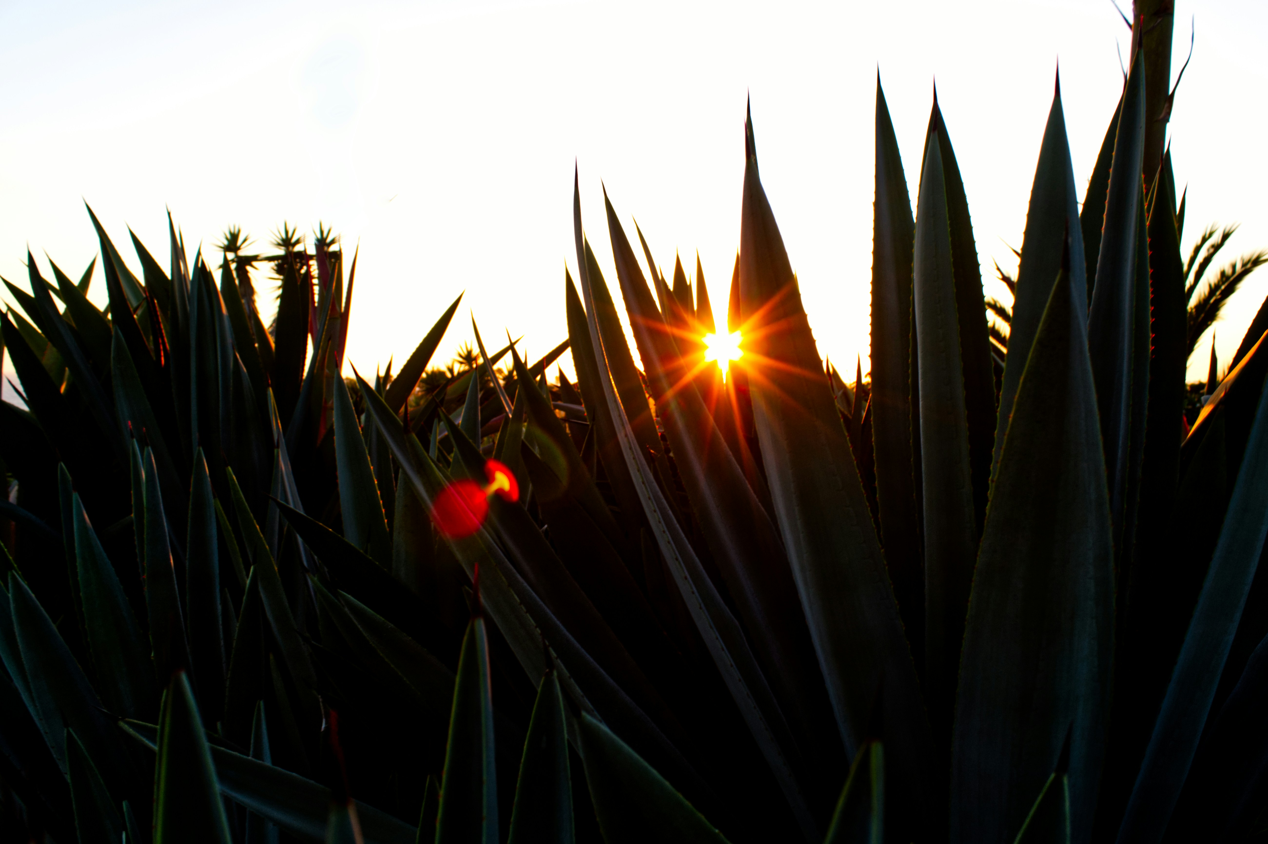 Sunlight peeking through sharp agave leaves at sunset.