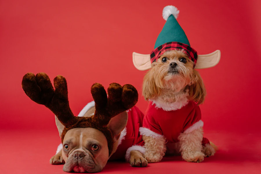 Two small dogs pose against a bright red backdrop, one dressed as an elf and the other wearing reindeer antlers. The dog in the elf hat is the main focal point.